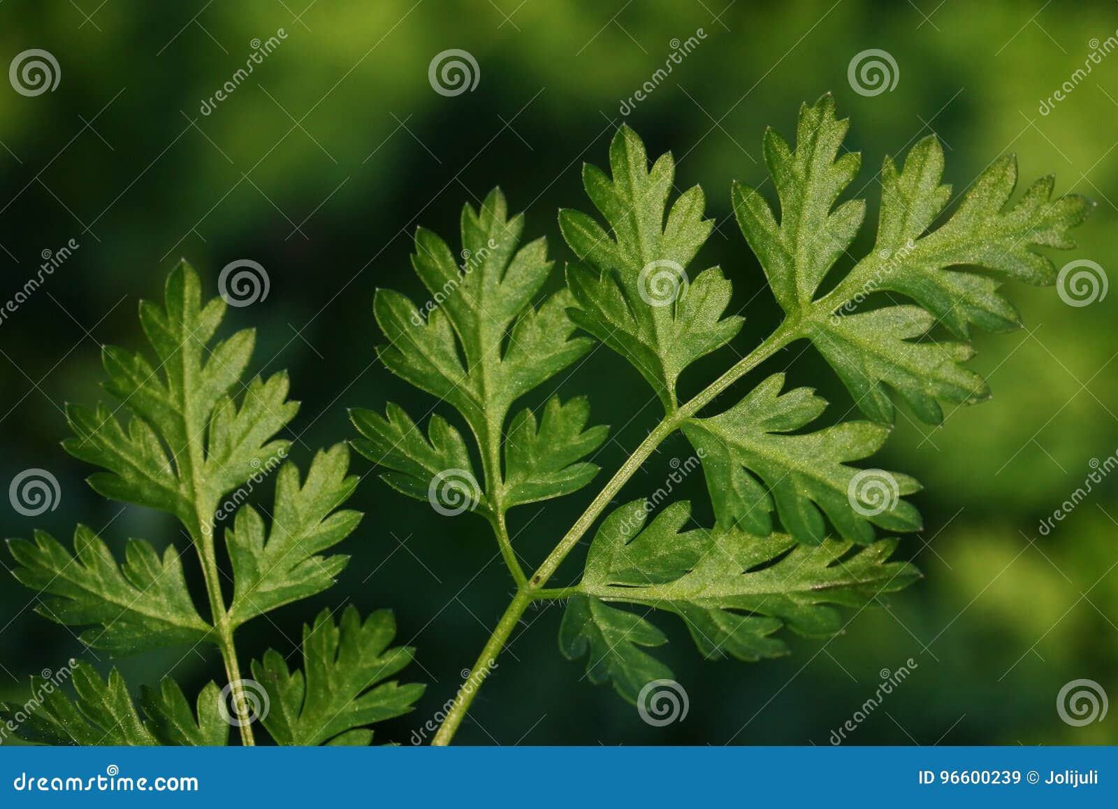 Chervil stock image. Image of lightning, cooking, natural - 96600239