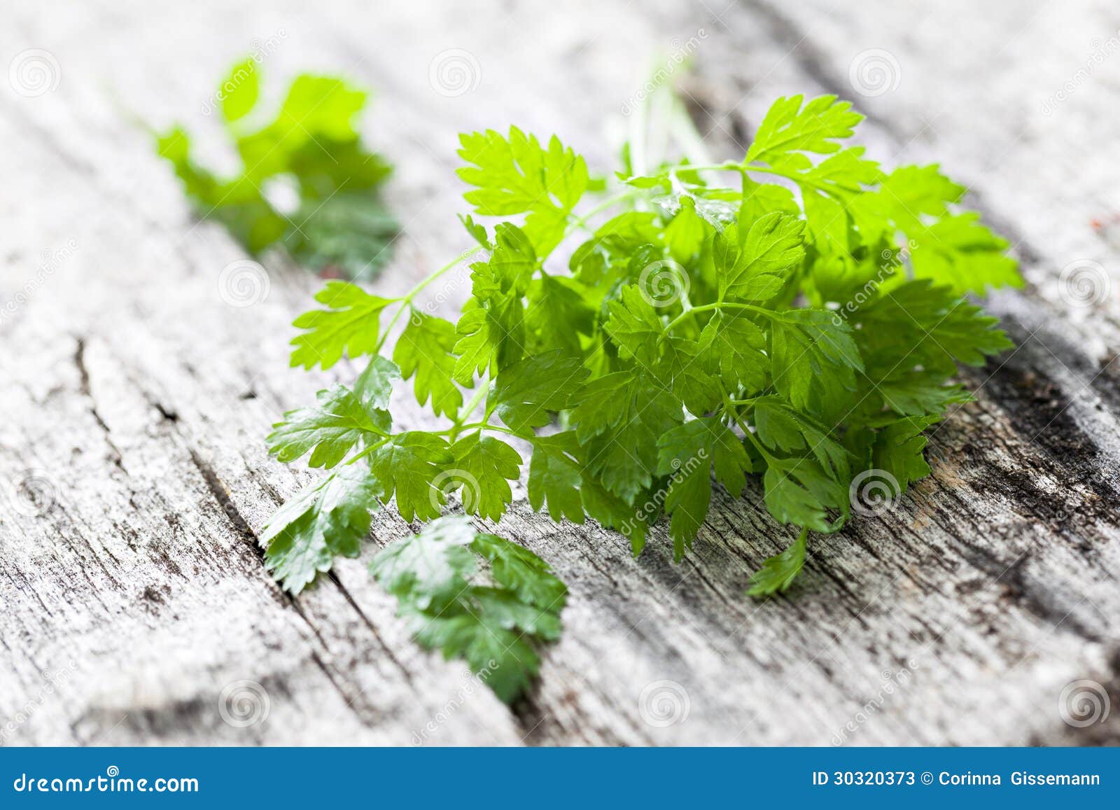 Chervil stock image. Image of twig, food, ingredient - 30320373