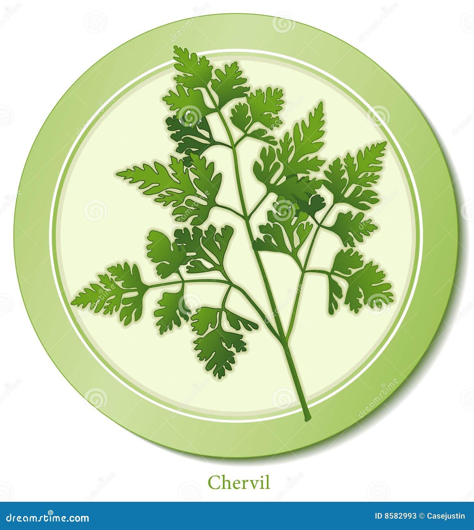Chervil Herb stock vector. Illustration of food, copy - 8582993