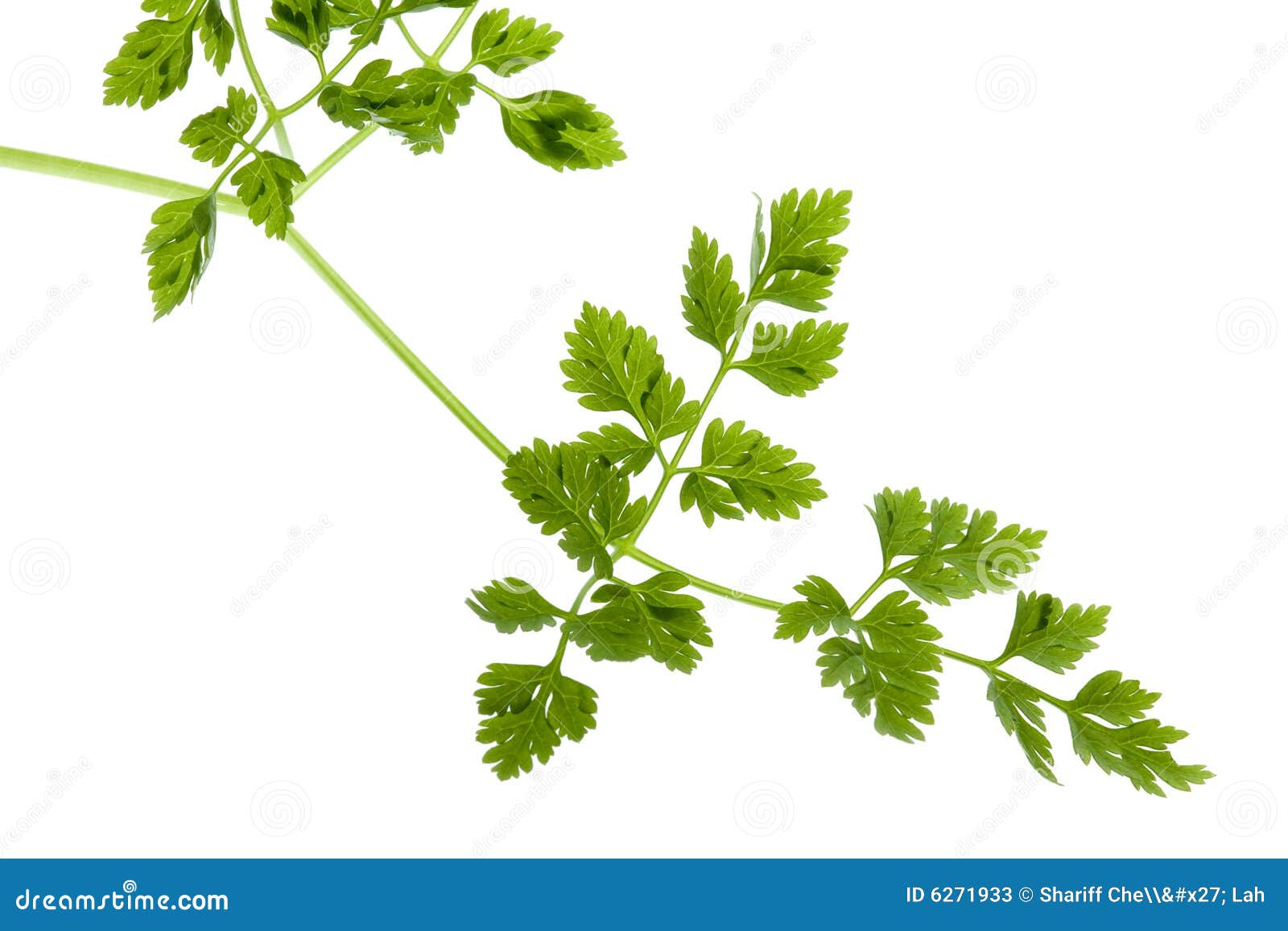 Chervil Leaves Isolated stock image. Image of leaf, ingredient - 6271933