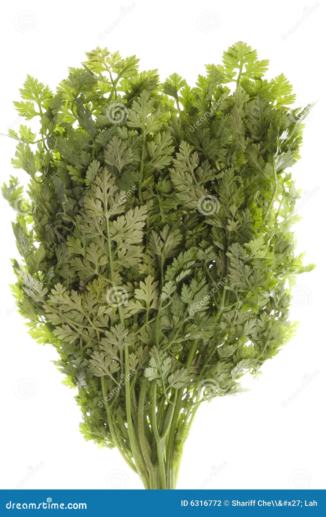 Chervil Leaves Isolated stock photo. Image of ingredients - 6316772