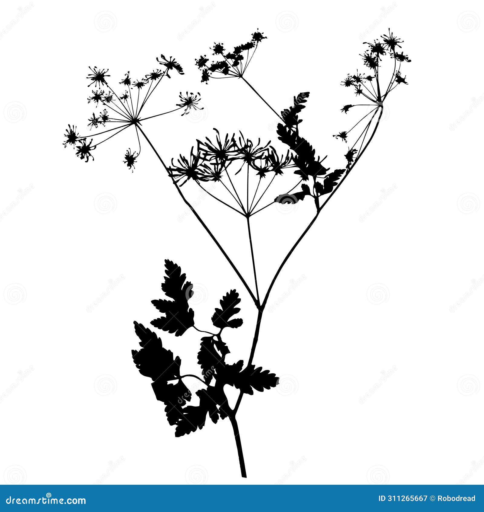 Chervil Plant, Vector Illustration from a Herbarium Stock Illustration ...