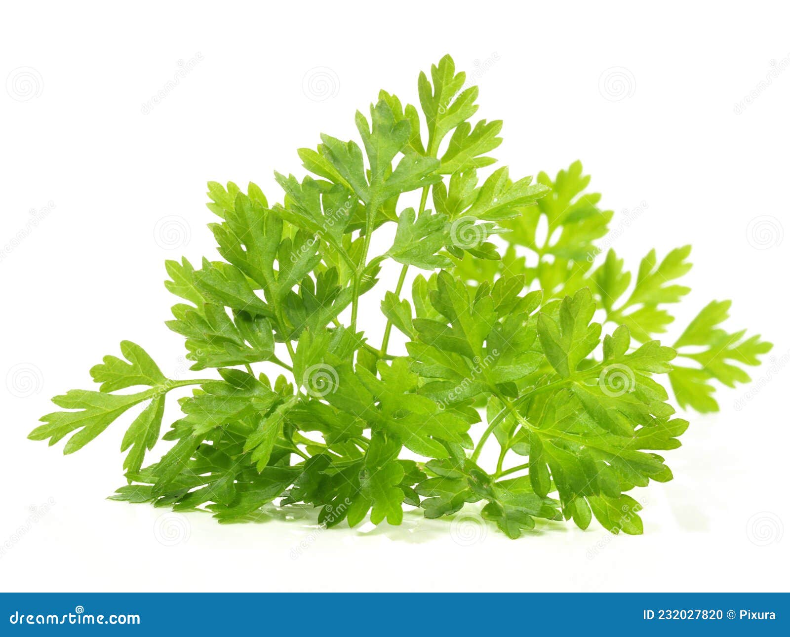 Chervil on White Background - Isolated Stock Photo - Image of herb ...