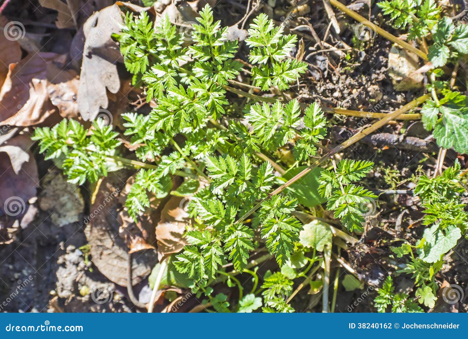 Chervil, wild plant stock photo. Image of cooking, culinary - 38240162