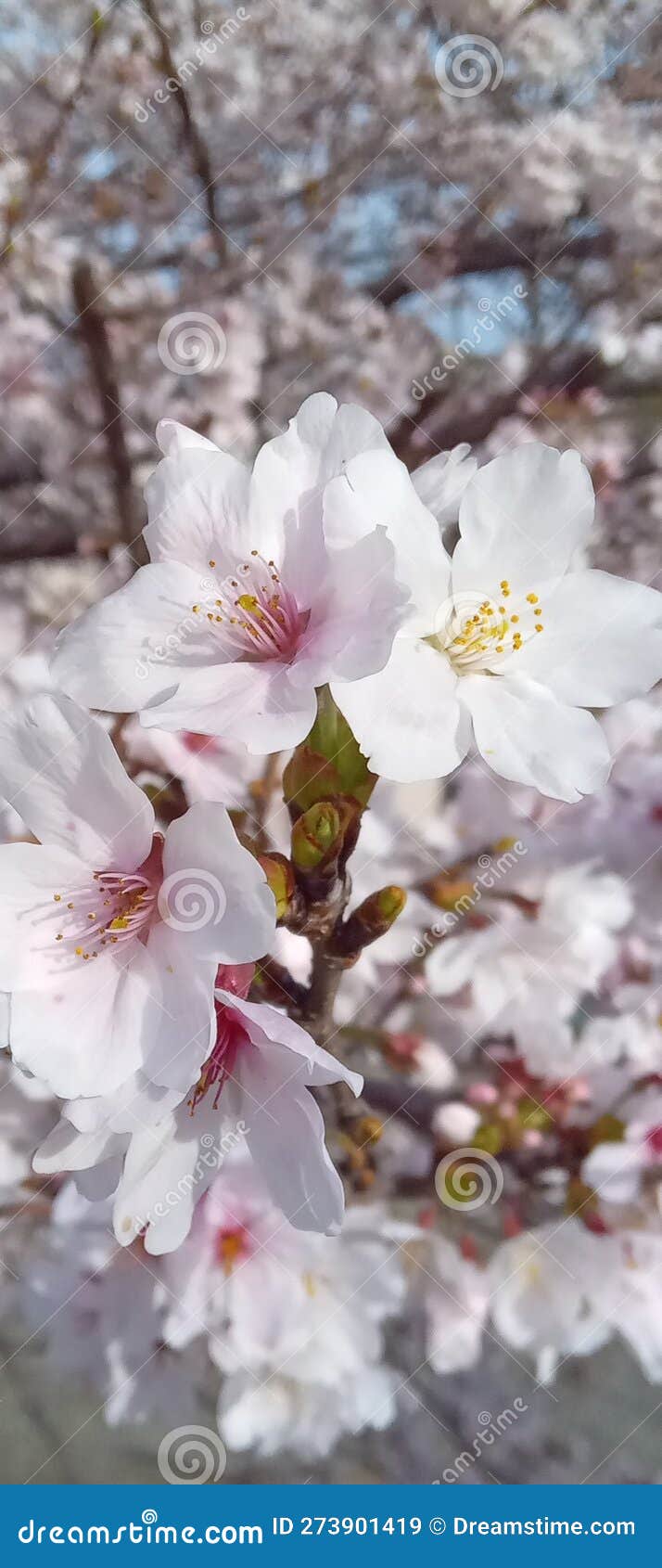 Chery blossom japan stock image. Image of japan, flower - 273901419