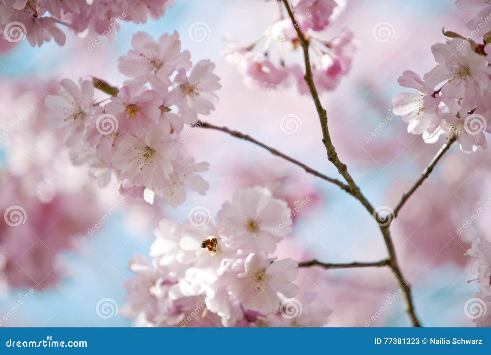 Chery Blossoms in SPring stock image. Image of nature - 77381323