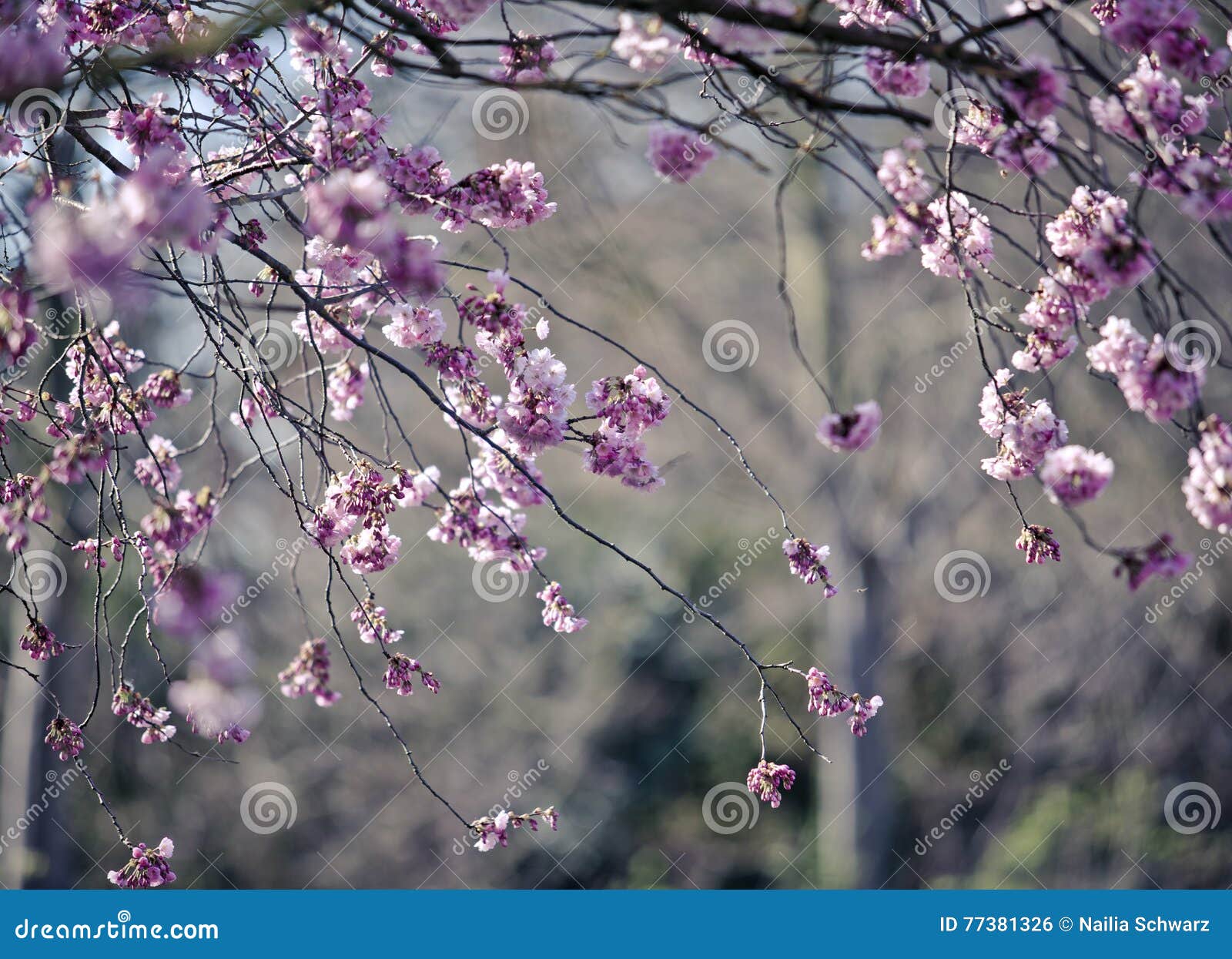 Chery Blossoms in SPring stock photo. Image of pastel - 77381326