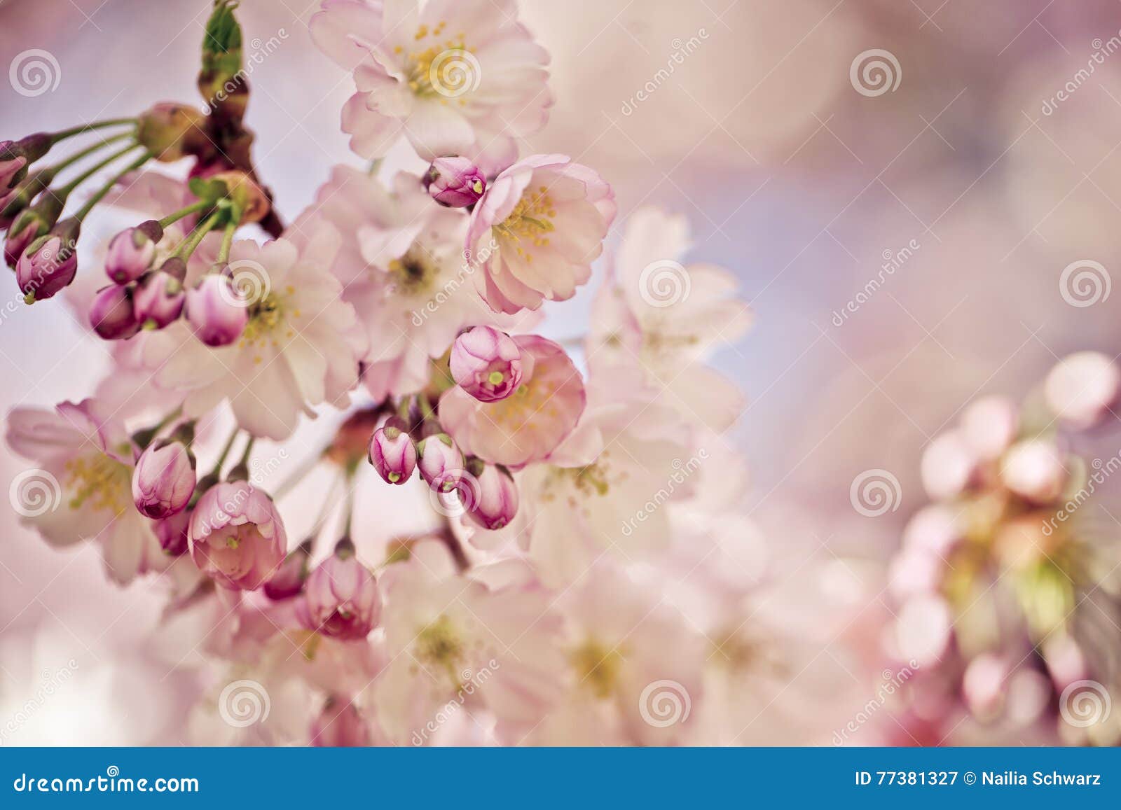 Chery Blossoms in SPring stock image. Image of pink, positive - 77381327