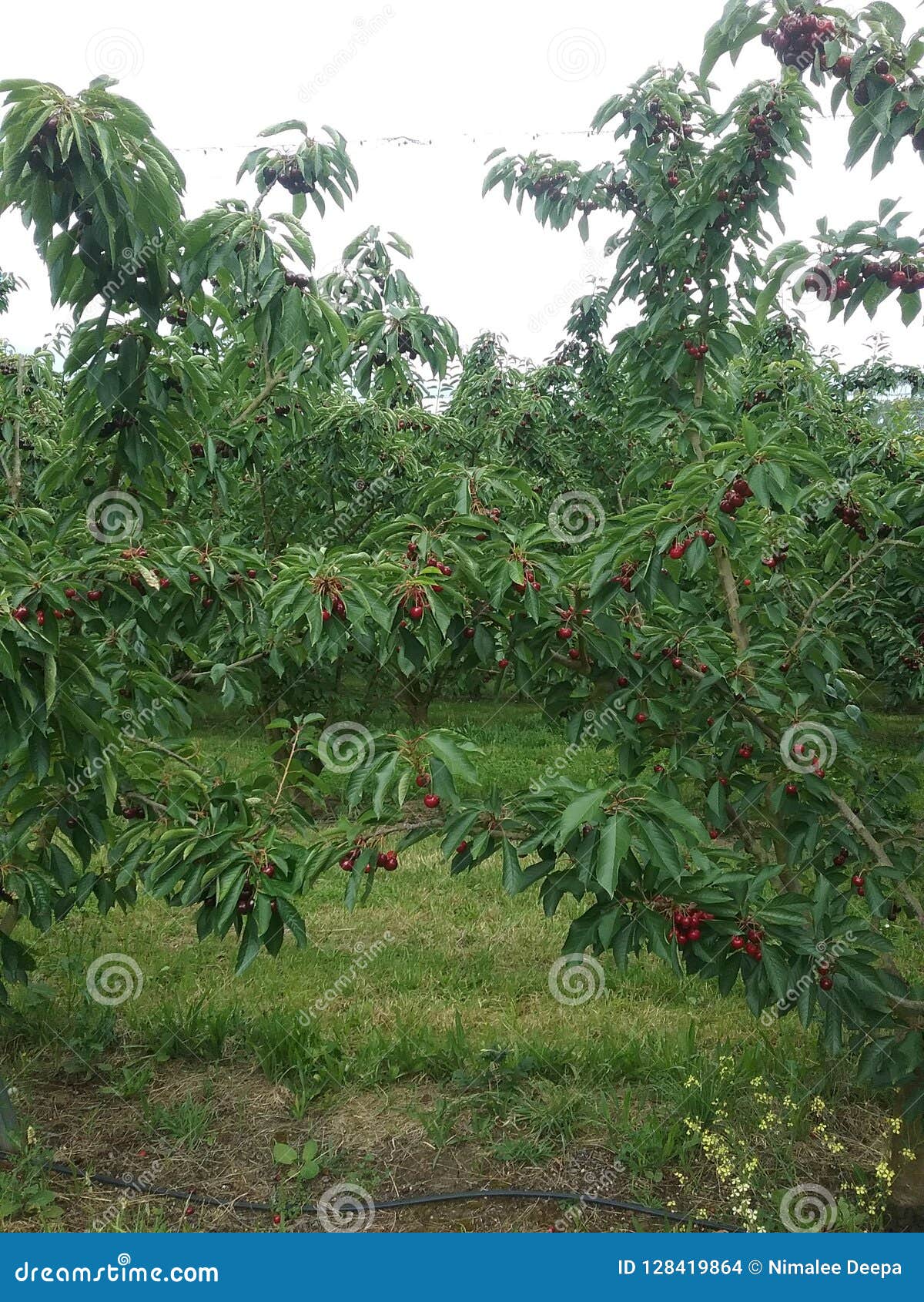 Chery trees stock photo. Image of garden, cheries, chery - 128419864