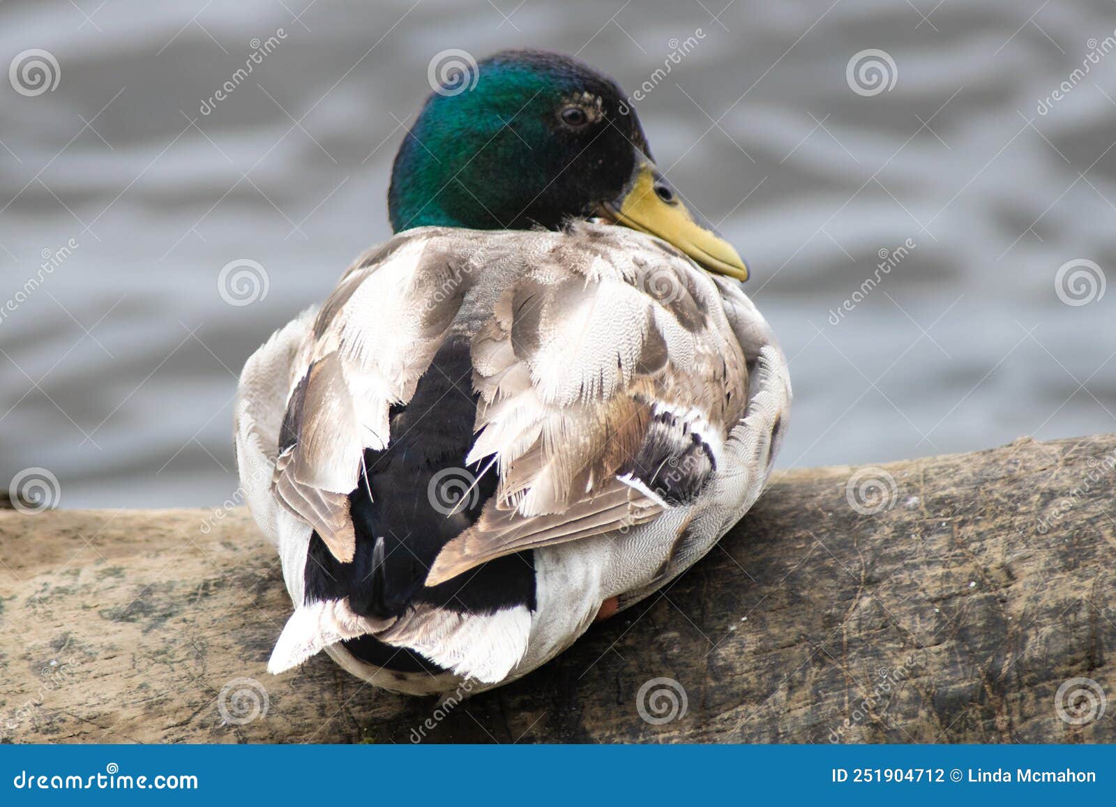 Resting mallard duck stock photo. Image of wing, wildlife - 251904712