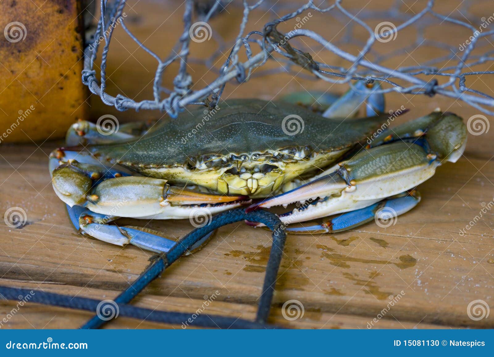 Chesapeake Blue Crab stock photo. Image of marine, macro - 15081130