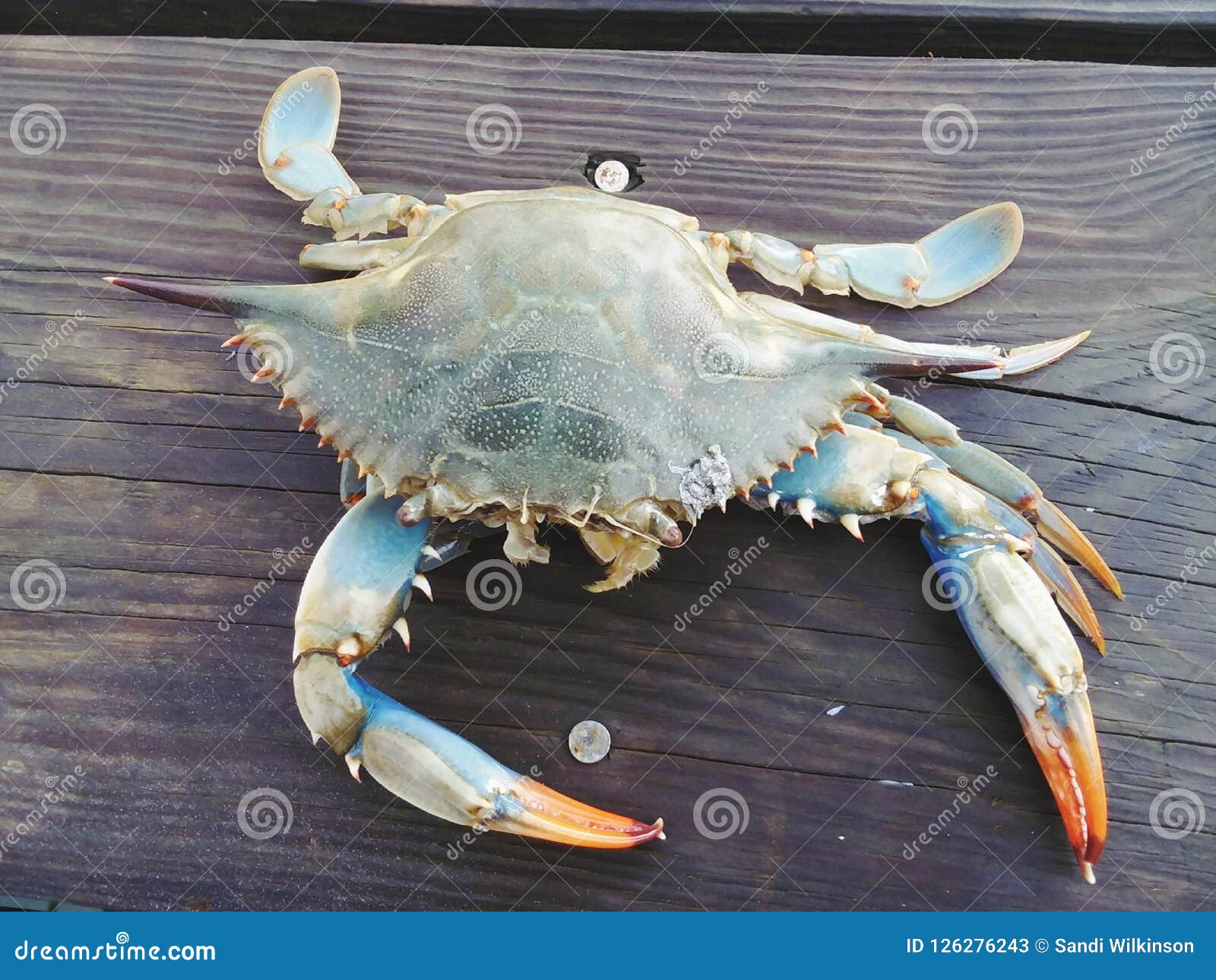Chesapeake blue crab stock image. Image of saltwater - 126276243