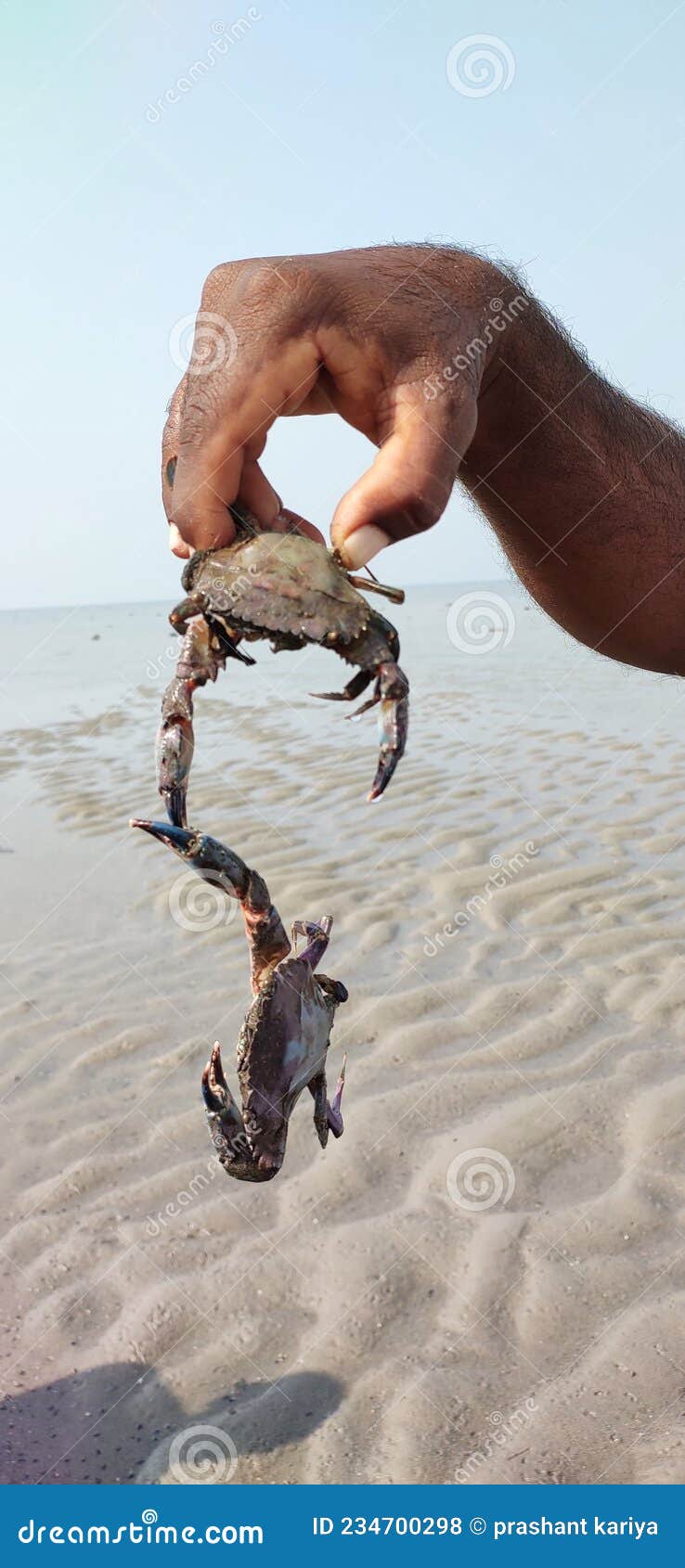 Chesapeake Blue Crab Holding Eachother in Human Hand Stock Photo ...