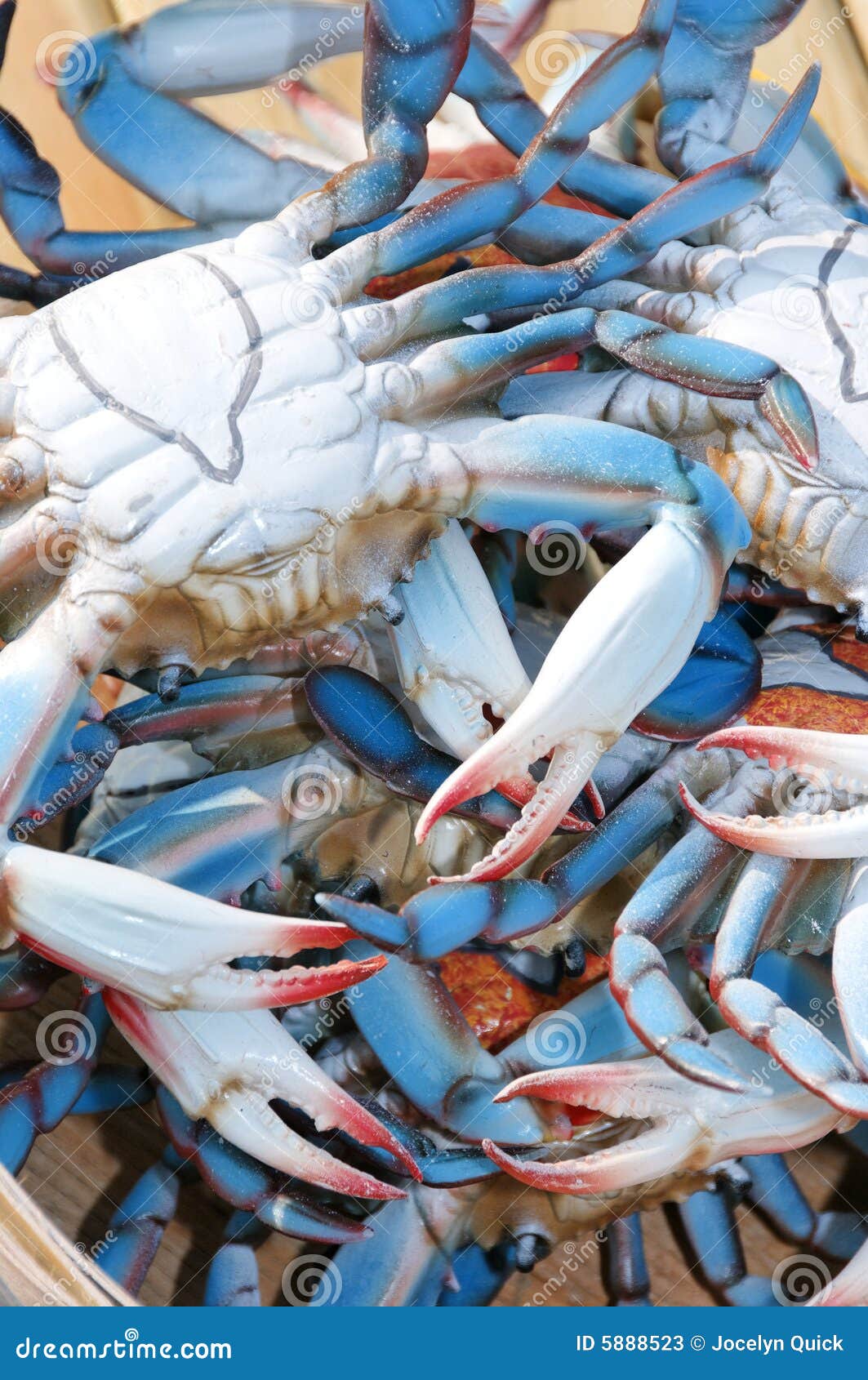 Chesapeake Blue Crabs stock image. Image of market, nature - 5888523