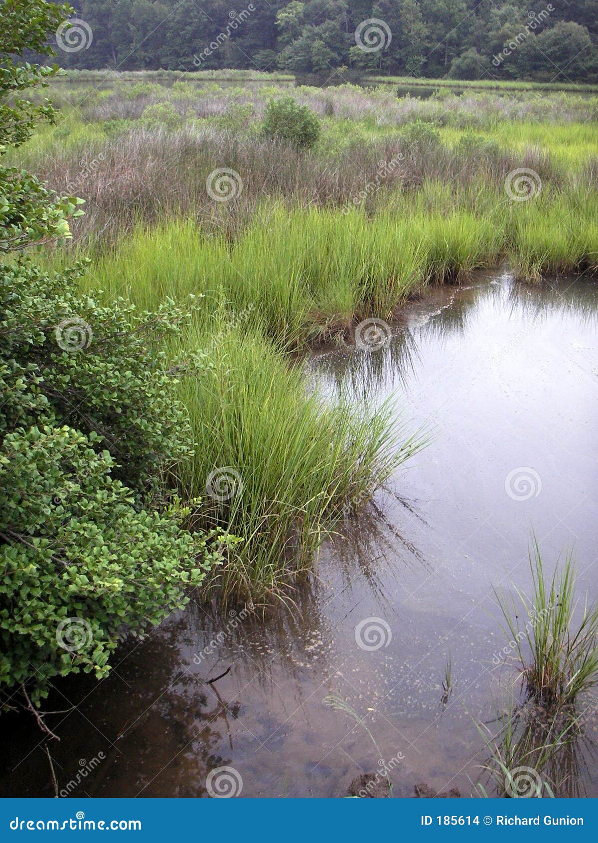Chesapeake Het Moeras Van De Baai Stock Foto - Image of moeras, stad ...
