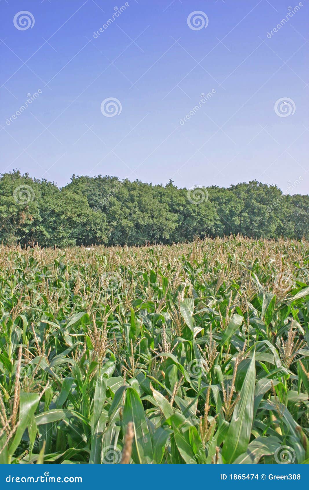 Cheshire Corn Field stock photo. Image of growth, flour - 1865474