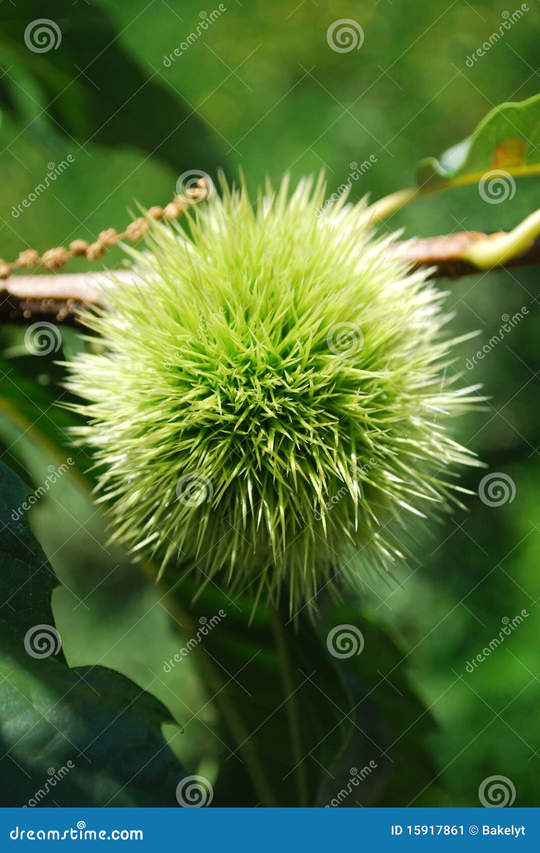 Chesnut stock image. Image of autumn, closeup, barb, plant - 15917861