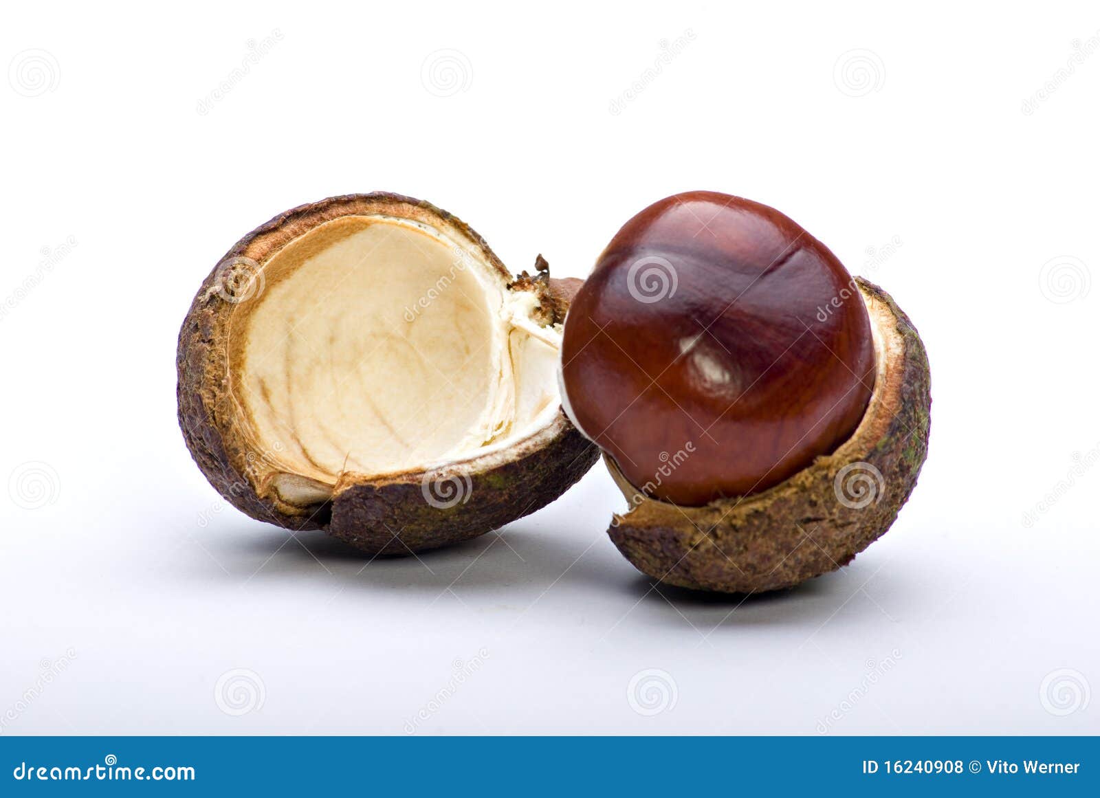 Chesnut stock foto. Image of bruin, kastanje, nave, achtergrond - 16240908