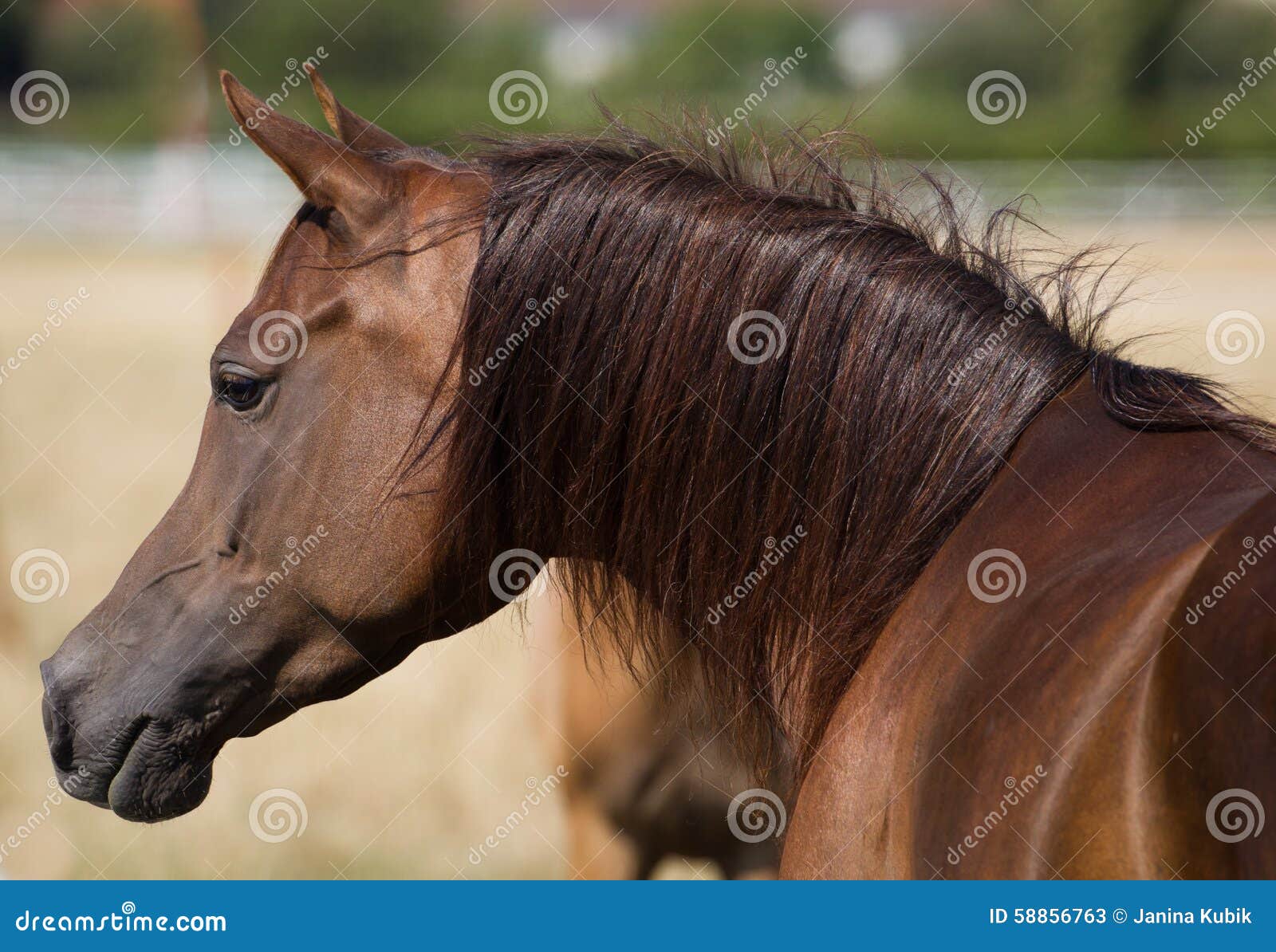Chesnut arabian horse stock image. Image of shoes, gray - 58856763 Chesnut arabian horse stock image. Image of shoes, gray - 58856763