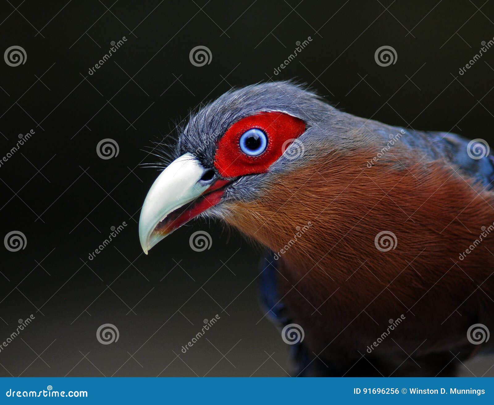 Chesnut-breasted Malkoha stock photo. Image of southeast - 91696256