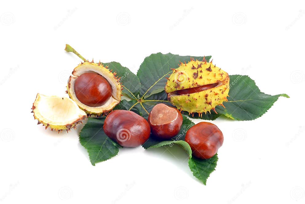 Chesnut stock image. Image of spike, natural, fall, autumn - 43448013