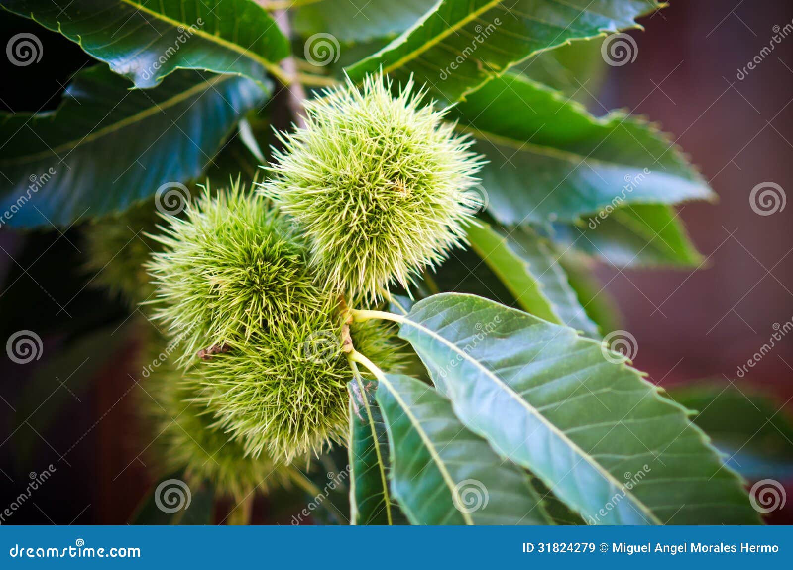 Chesnut stock image. Image of botany, urchin, chesnuttree - 31824279