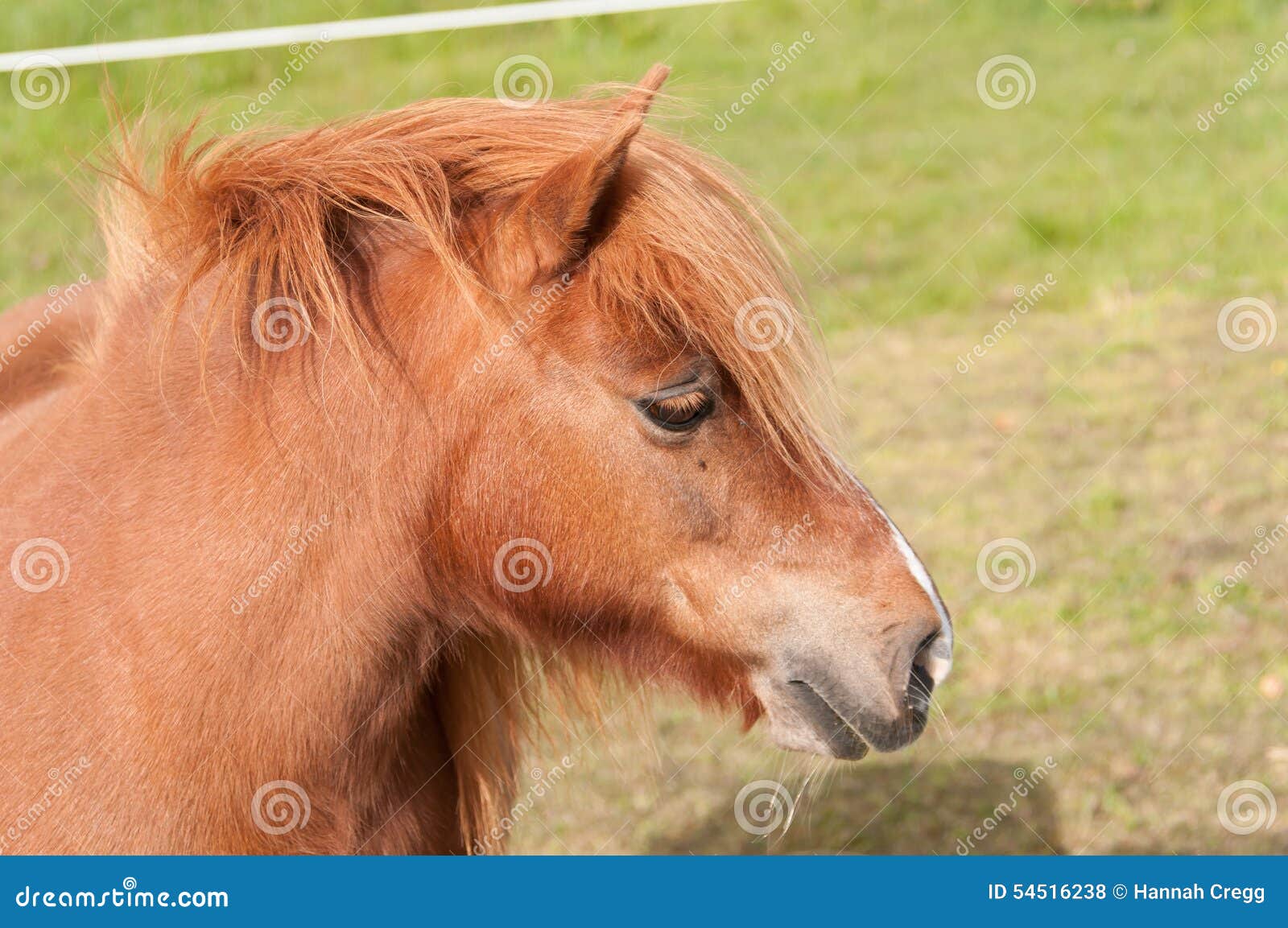A chesnut shetland pony stock photo. Image of kind, grass - 54516238