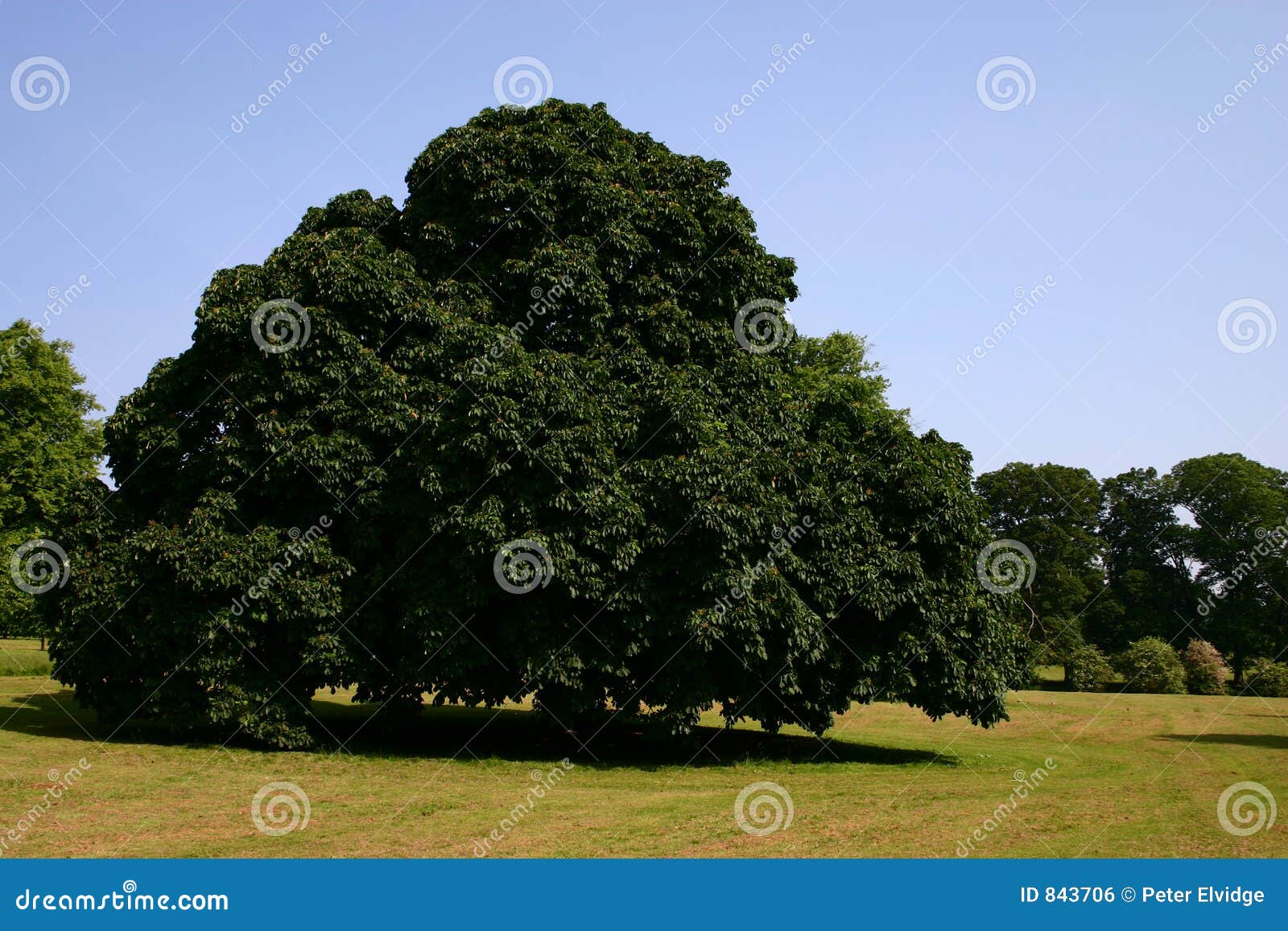 Chesnut Tree stock photo. Image of green, panoramic, pastoral - 843706