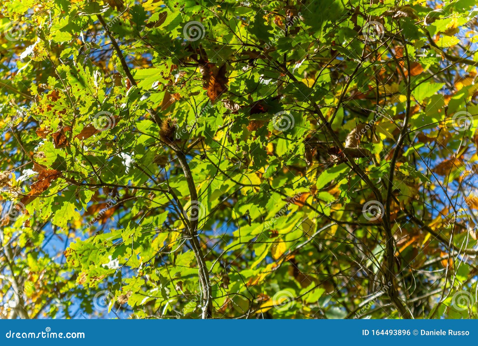 Chesnut Tree in Autumn on Blue Sky Background Stock Photo - Image of ...