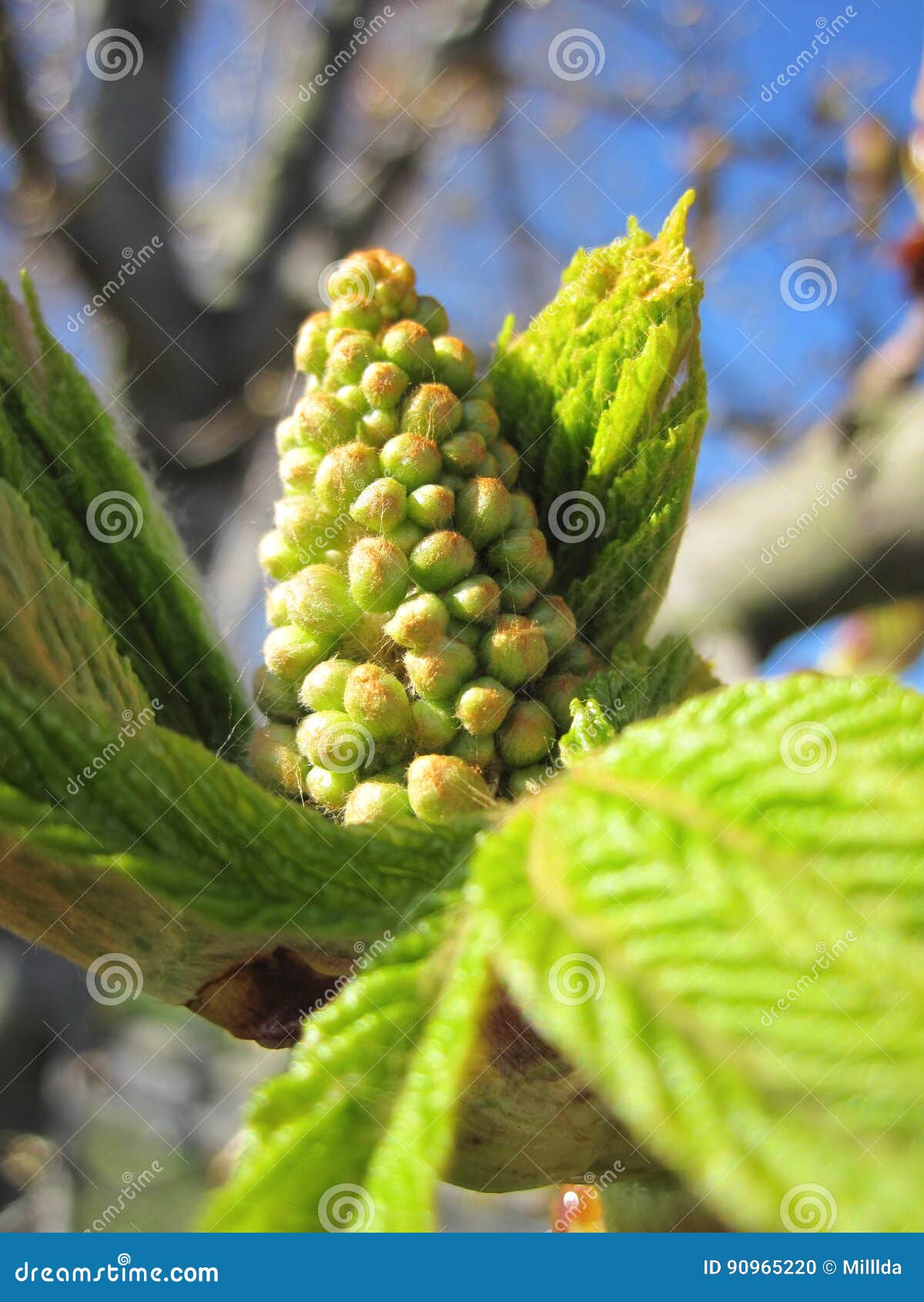 Chesnut tree bloom stock photo. Image of texture, macro - 90965220