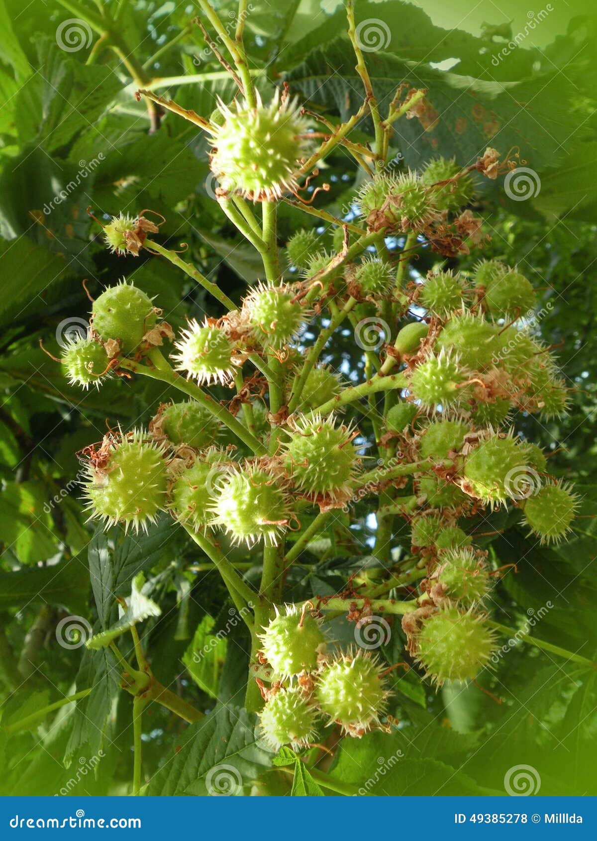 Chesnut Tree after Blooming Stock Photo - Image of natural, macro: 49385278