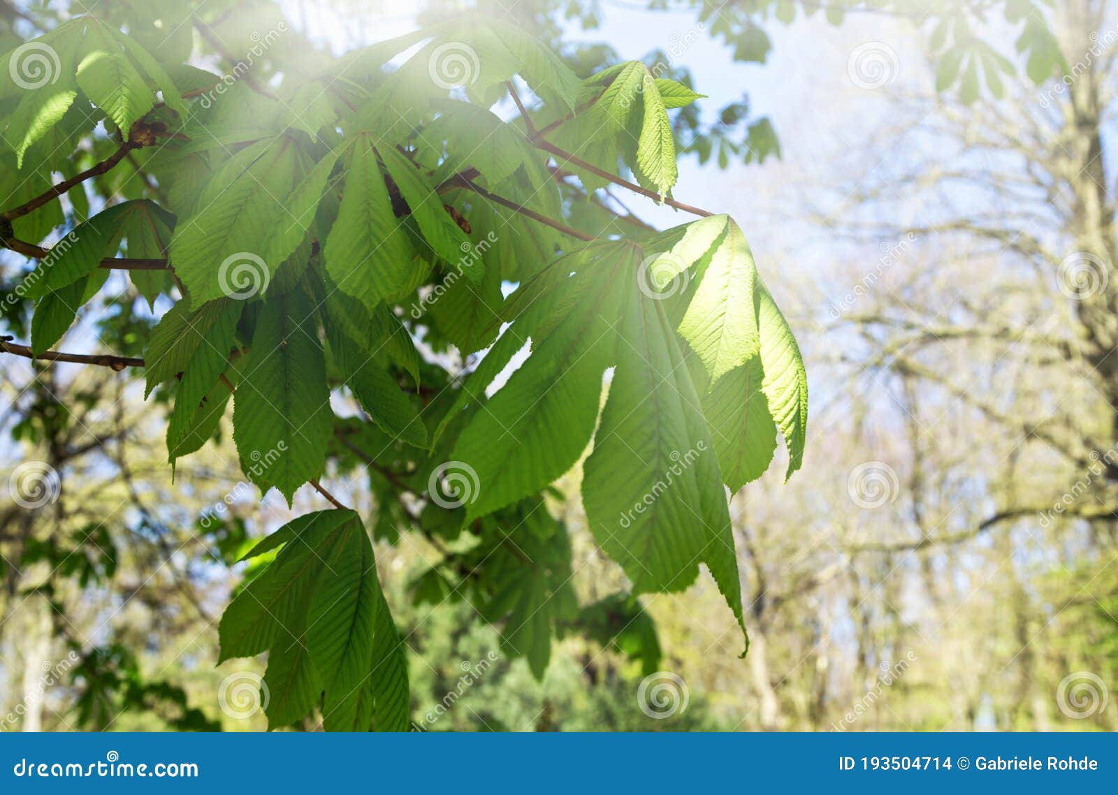 Chesnut Tree Leafes in Sunlight Stock Photo - Image of blossom, nature ...