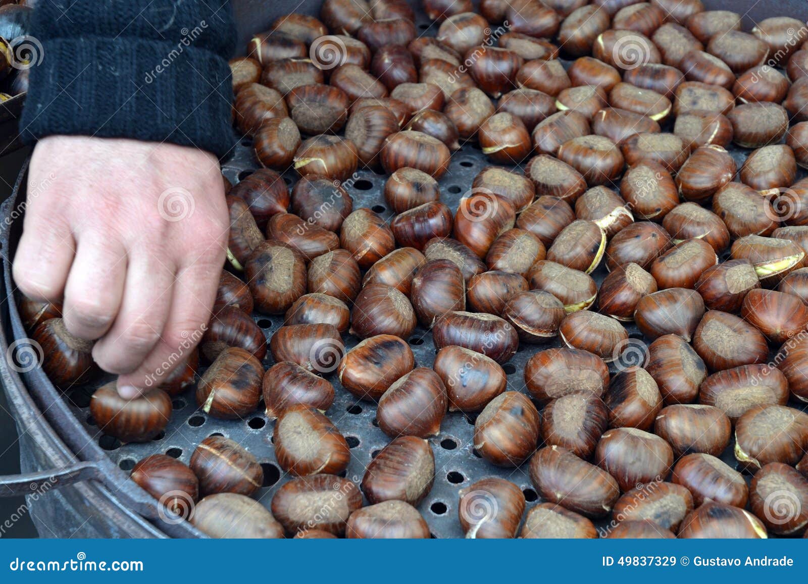 Chesnuts stock image. Image of environment, ches, season - 49837329