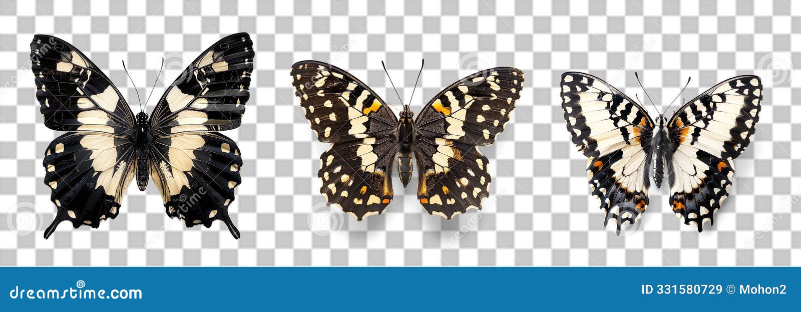 Chess Board Butterfly Insect Isolated on Transparent Background Stock ...