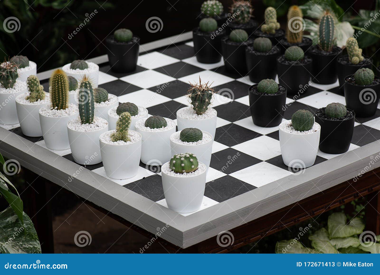 Chess Board and Cacti Pieces Stock Image - Image of plants, education ...