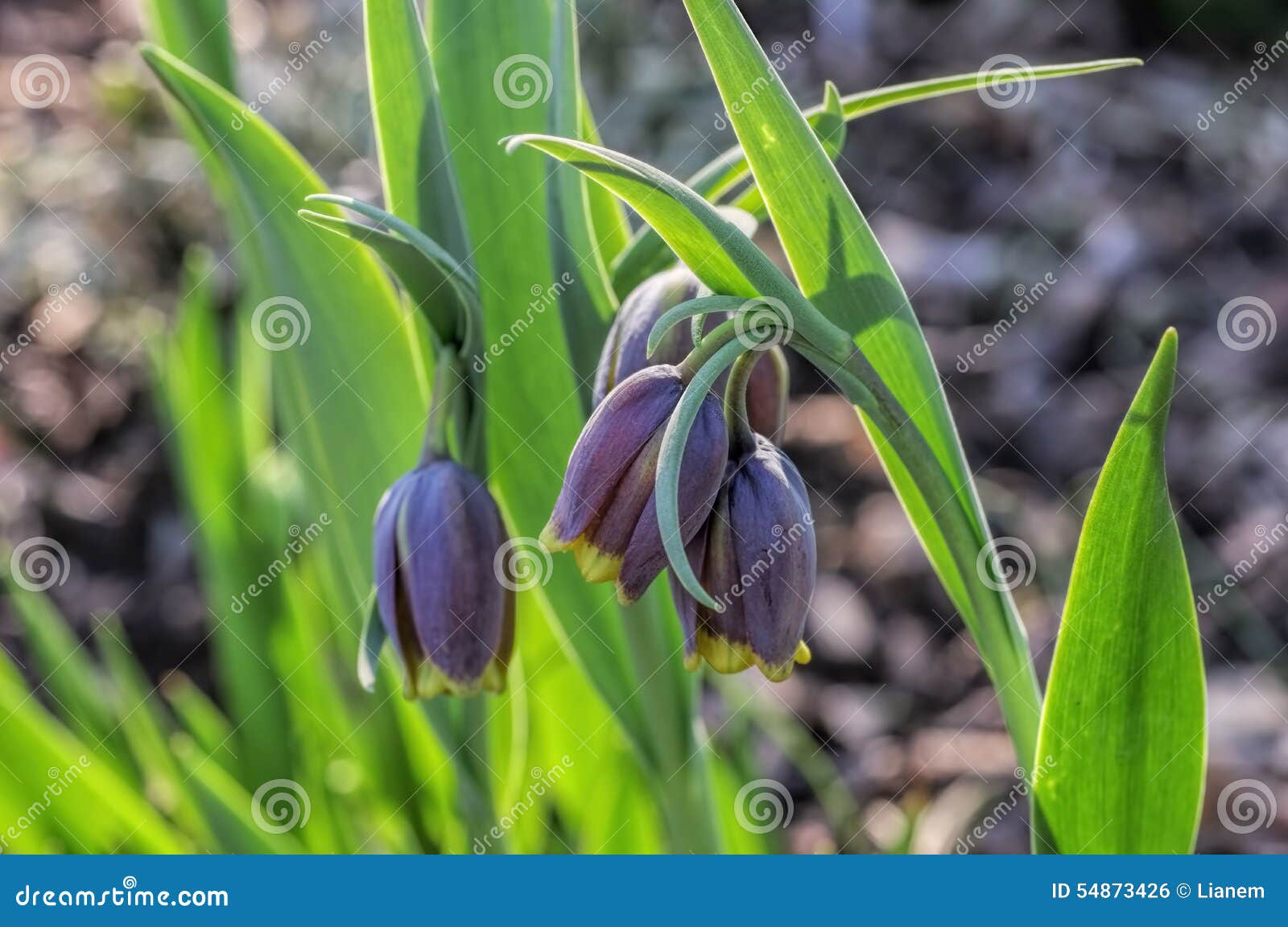 Chess Flower stock photo. Image of blooming, fritillary - 54873426