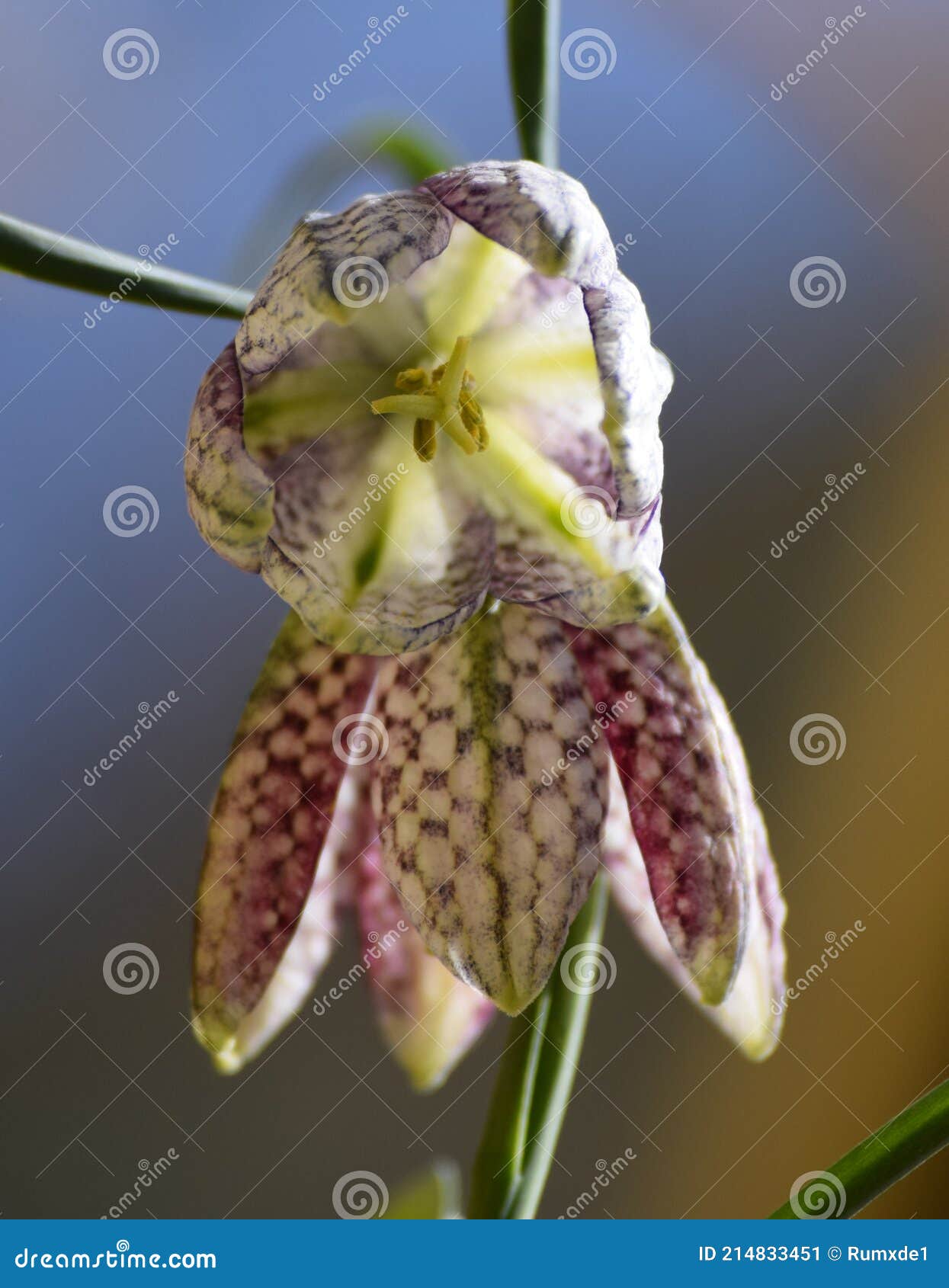 A Chess Flower Lets You See Deeply Stock Image - Image of perennial ...