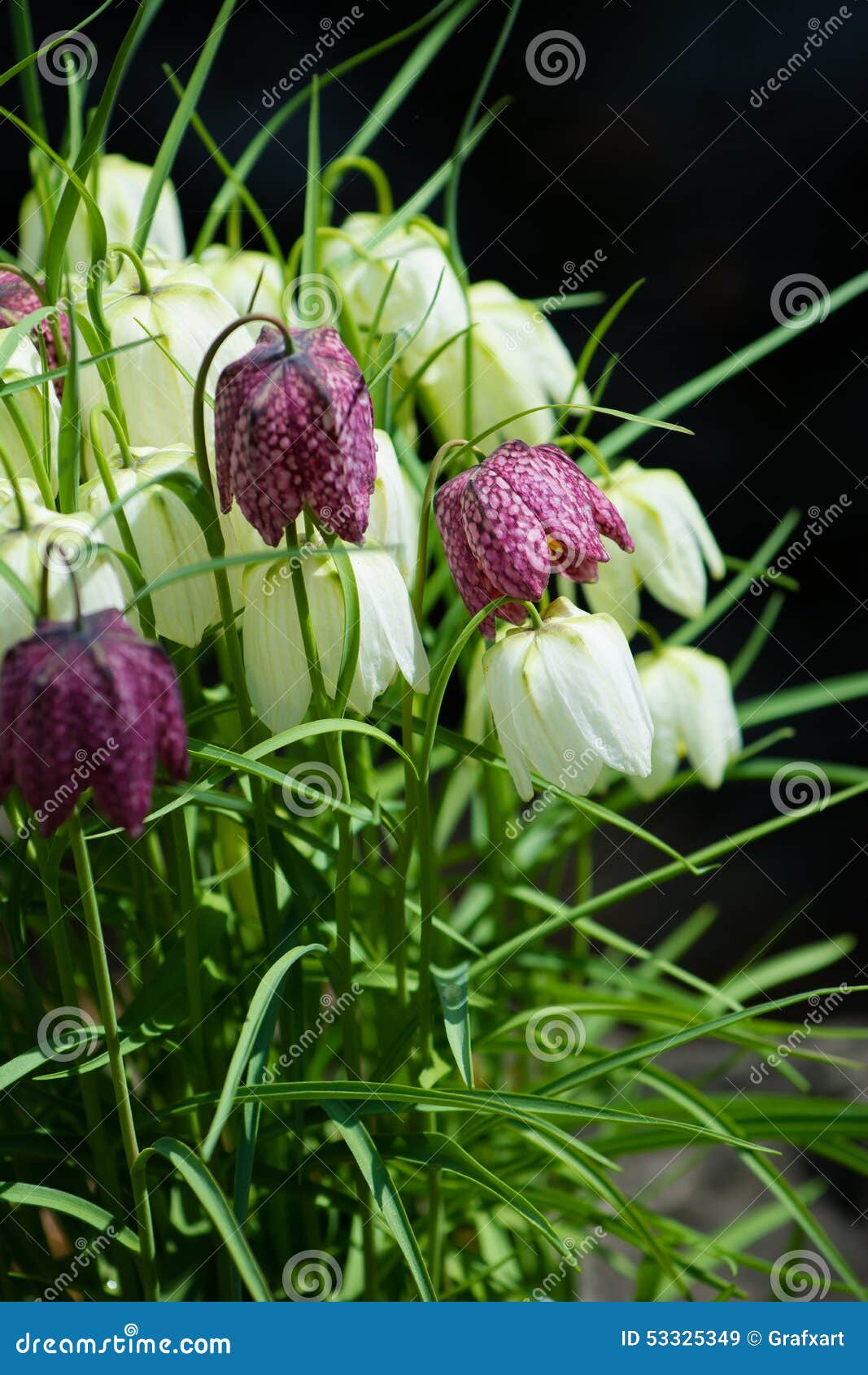 Chess Flowers stock image. Image of daffodil, leaf, bloom - 53325349