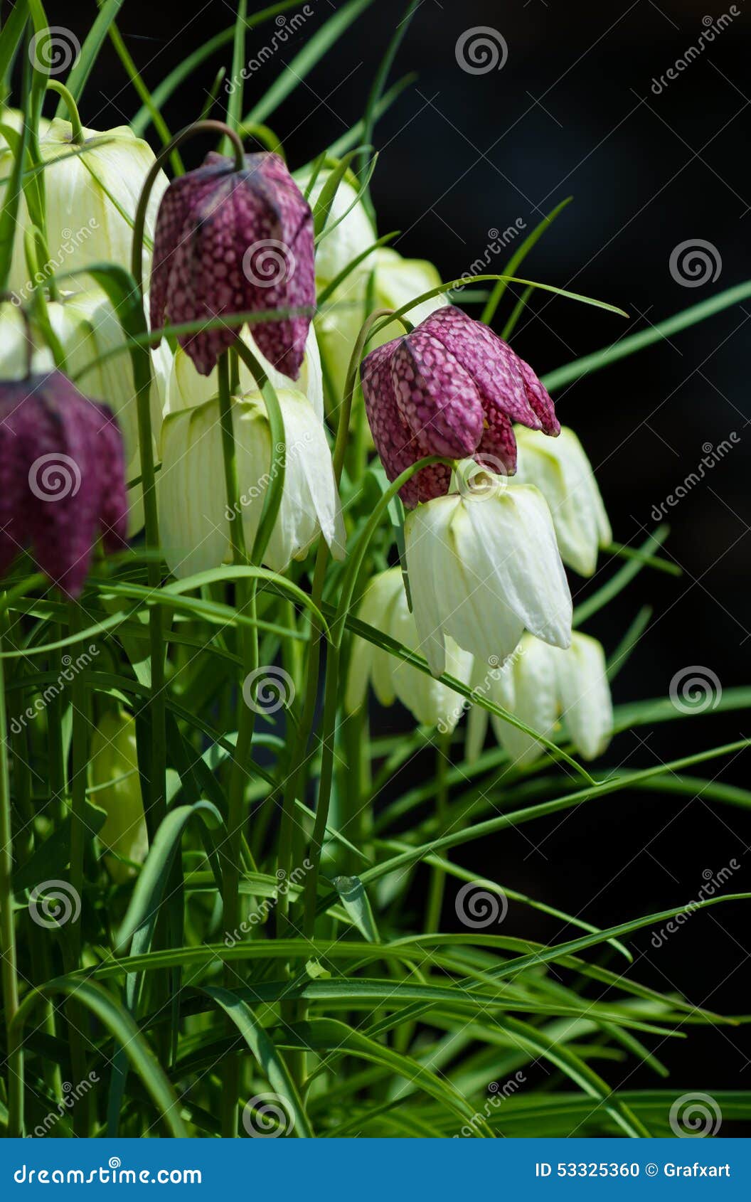 Chess Flowers stock photo. Image of meleagris, bloom - 53325360