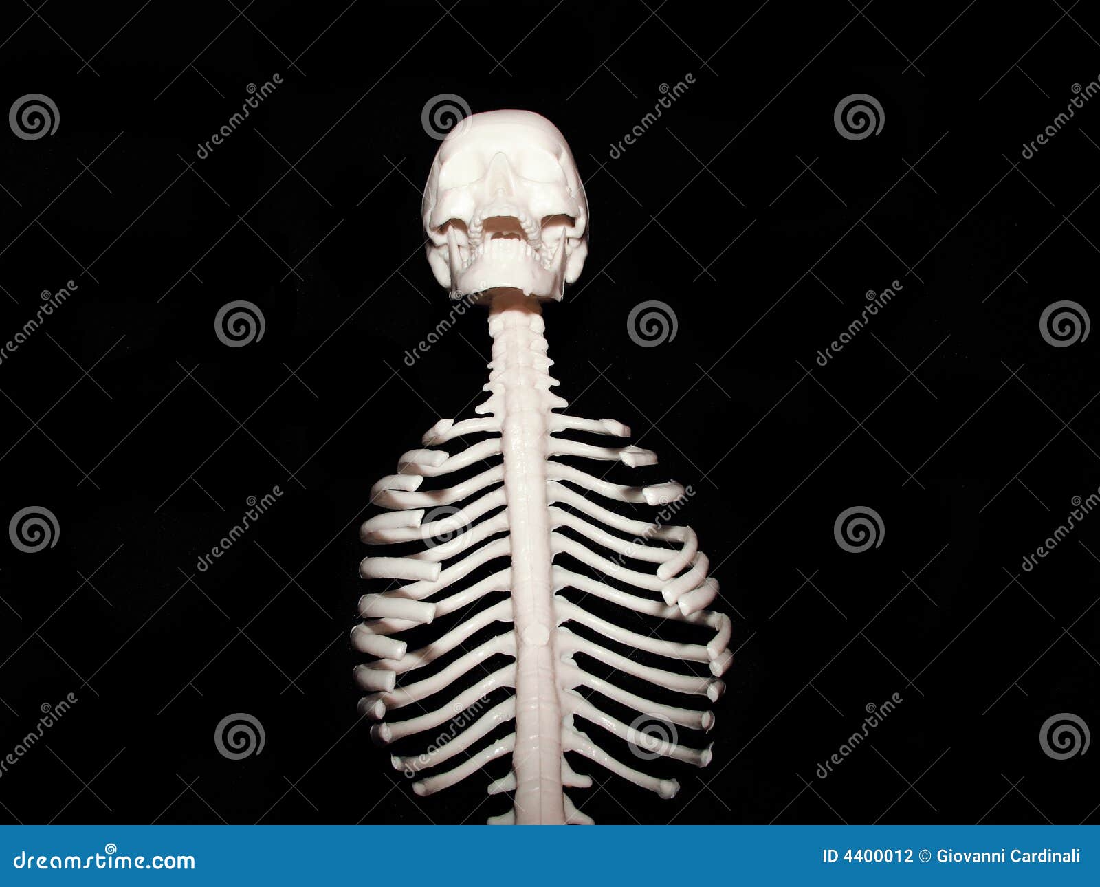 Chest bones stock photo. Image of skull, sternum, stress - 4400012