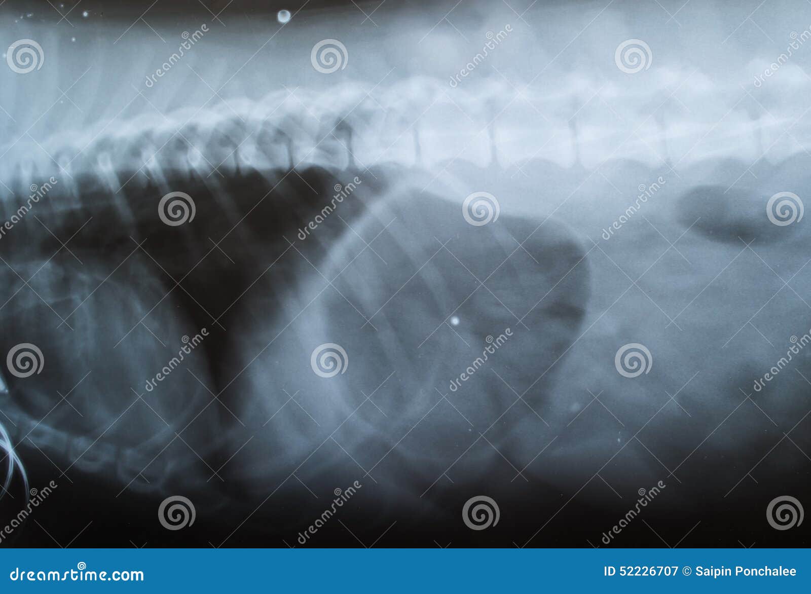 Chest of dog on x ray stock image. Image of bladder, bones - 52226707