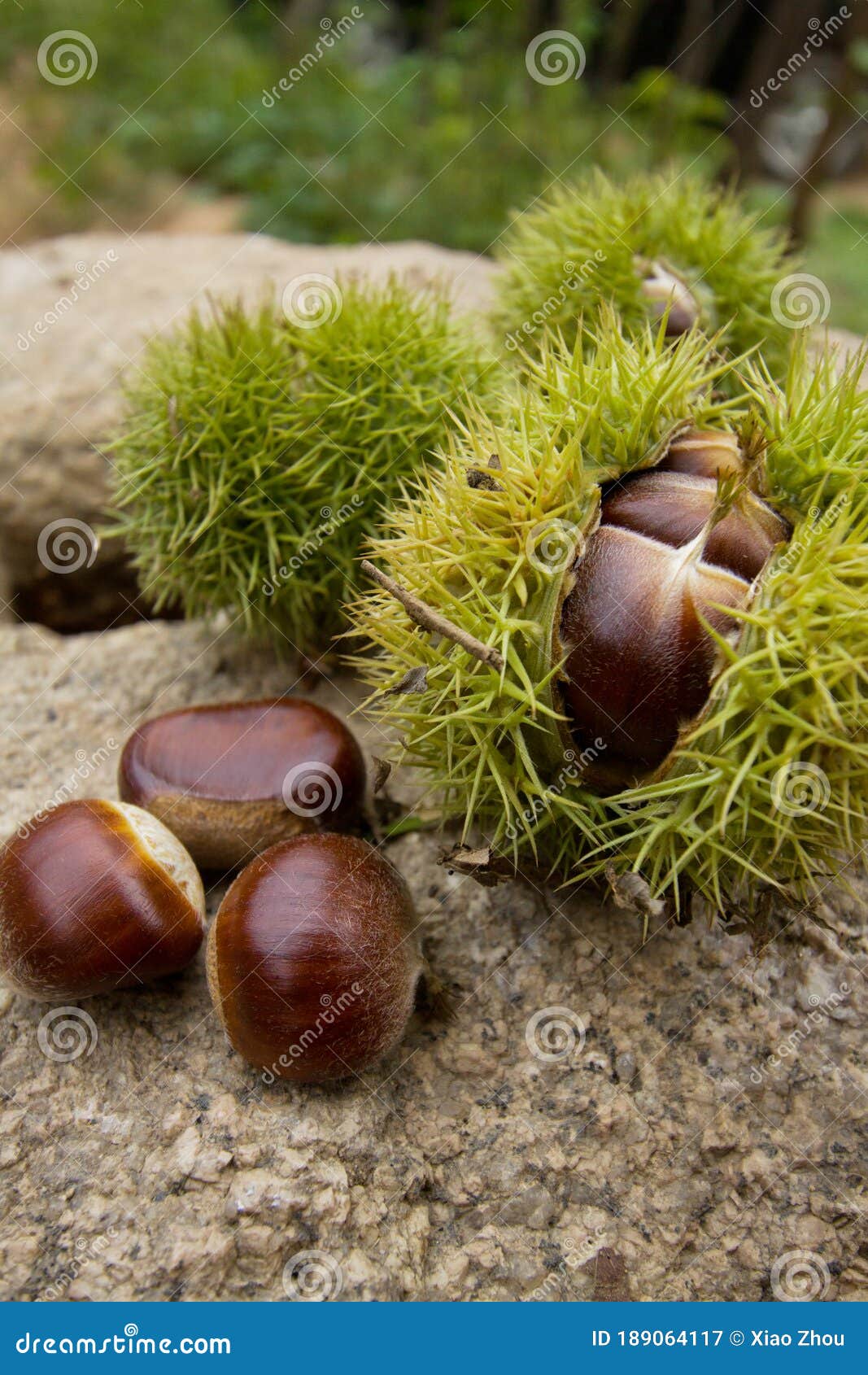 Chest nuts stock image. Image of benedicts, bakery, chestnuts - 189064117