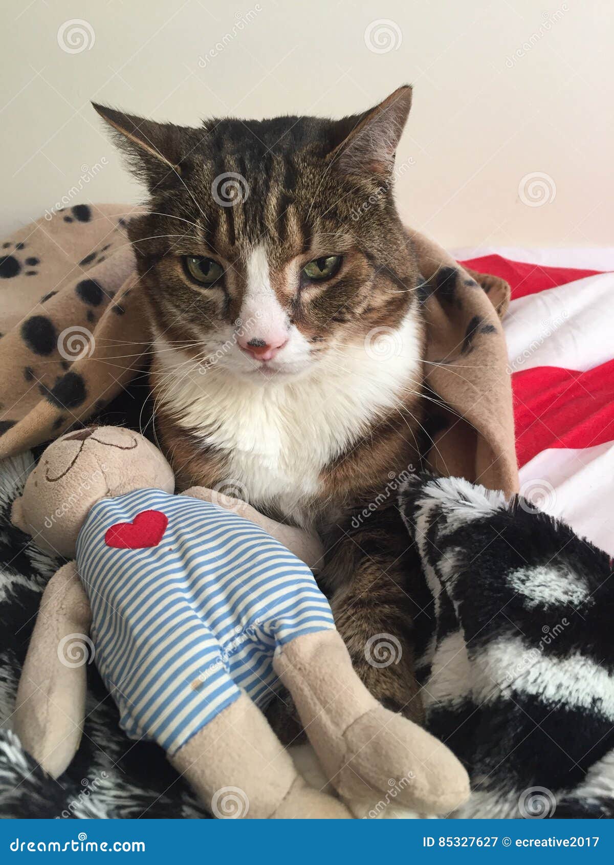 Stunning Male Tabby Cat with Teddy Bear Stock Image - Image of kitty ...