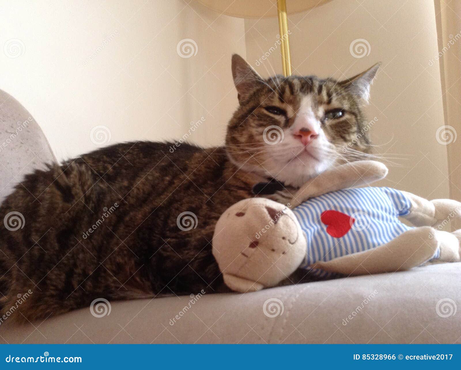 Male Tabby Cat with Teddy Bear Stock Photo - Image of kitty, relaxing ...