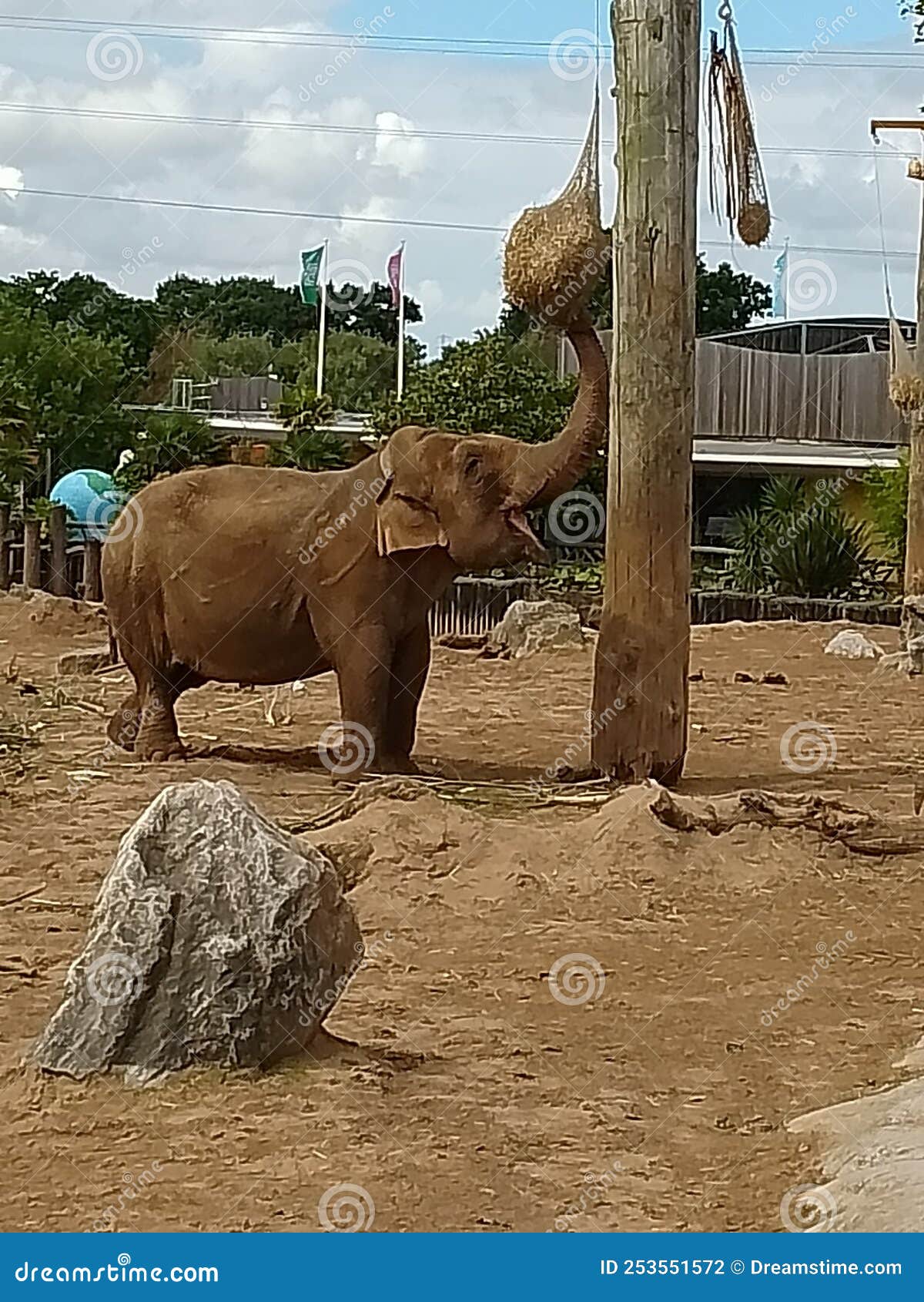 Chester Zoo Elephant Eating Hay Stock Photo - Image of elephant ...