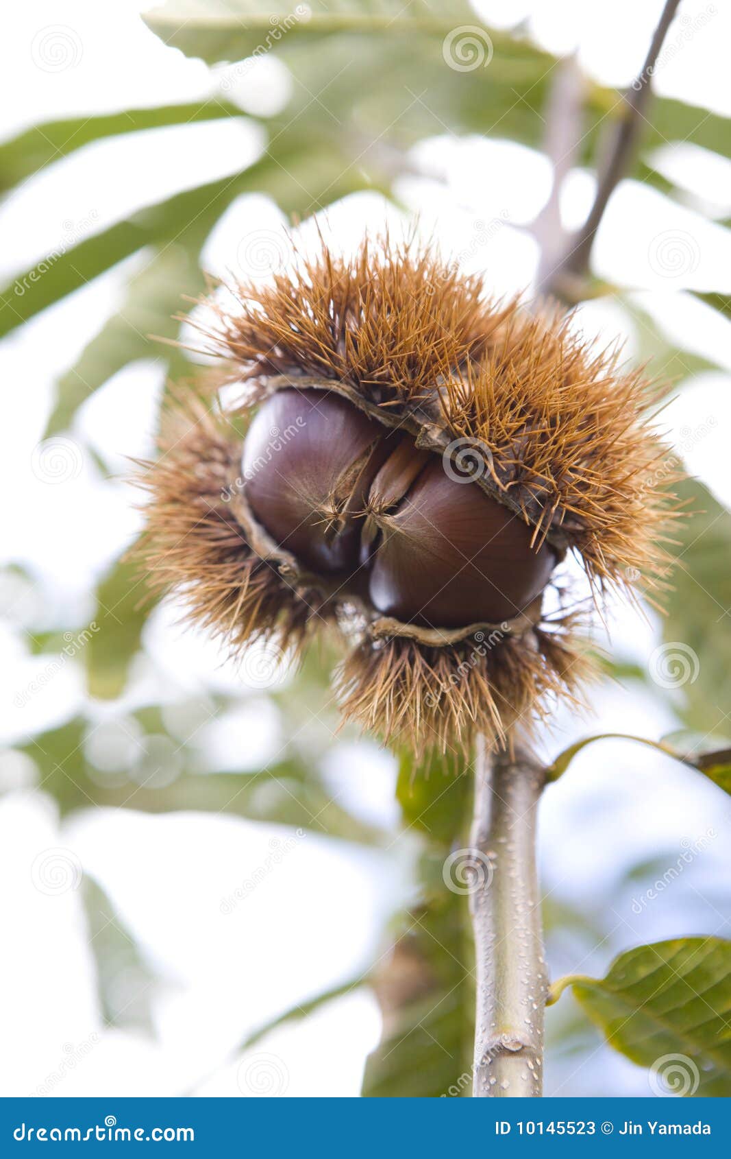 Chestnut stock image. Image of life, seed, agricultural - 10145523