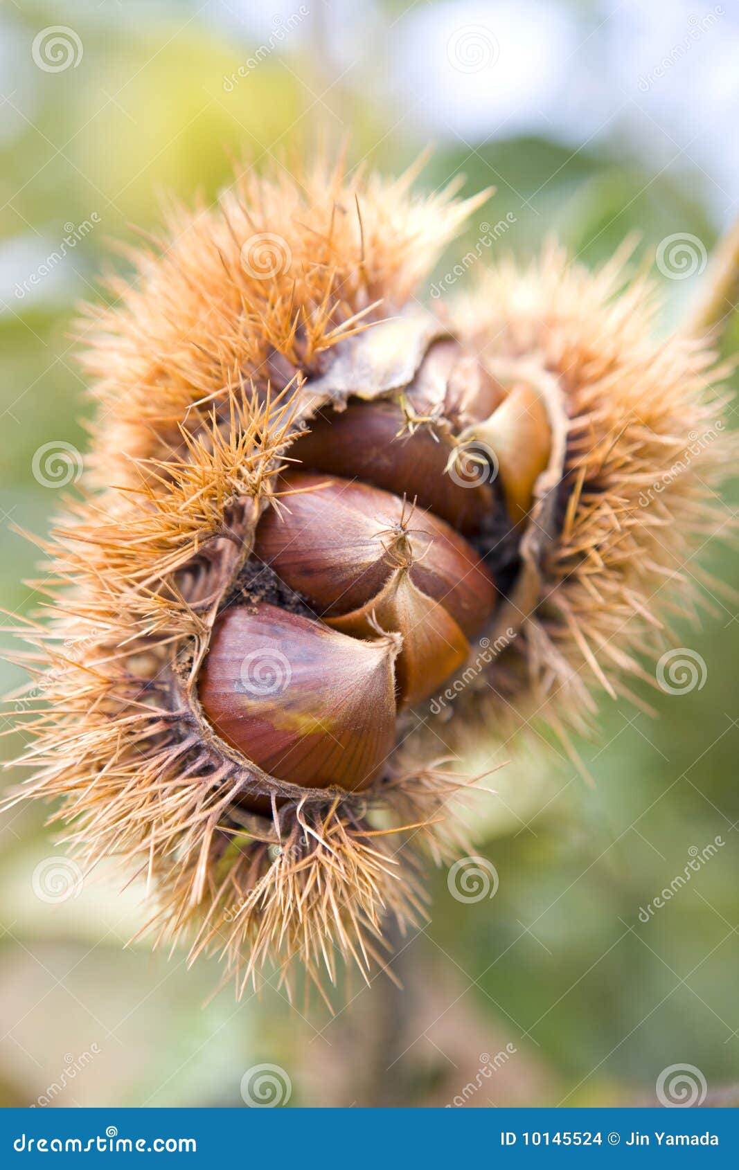 Chestnut stock photo. Image of cook, material, fresh - 10145524