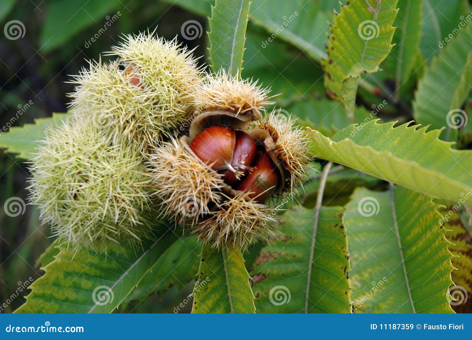 Chestnut stock image. Image of fall, thorn, horse, tree - 11187359