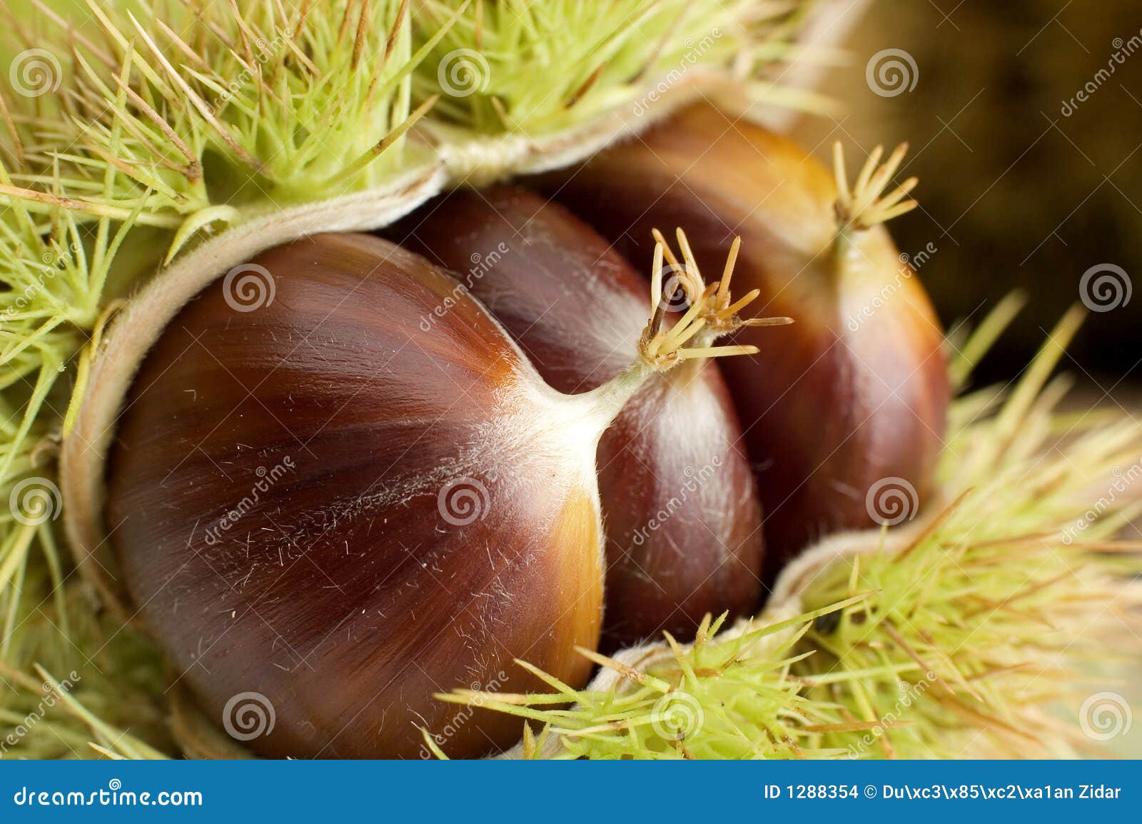 Chestnut stock photo. Image of autumn, green, brown, outdoor - 1288354