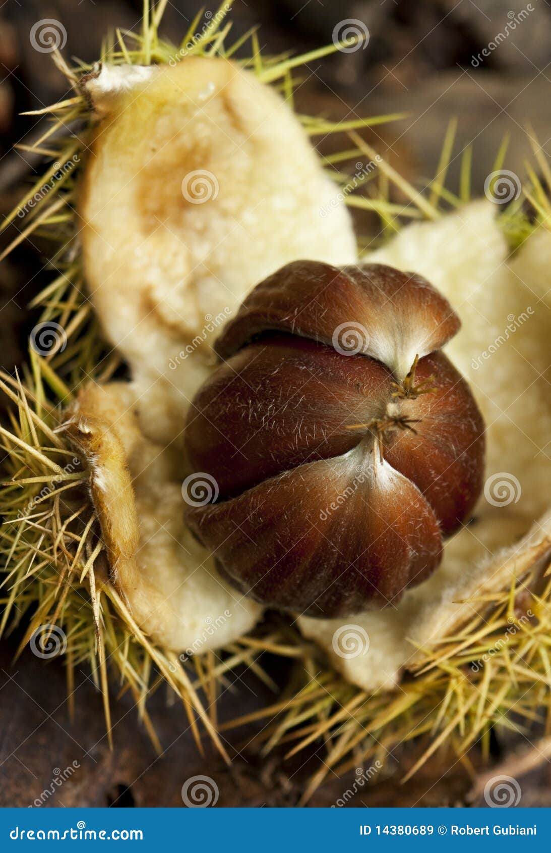 Chestnut stock image. Image of details, shell, outer - 14380689